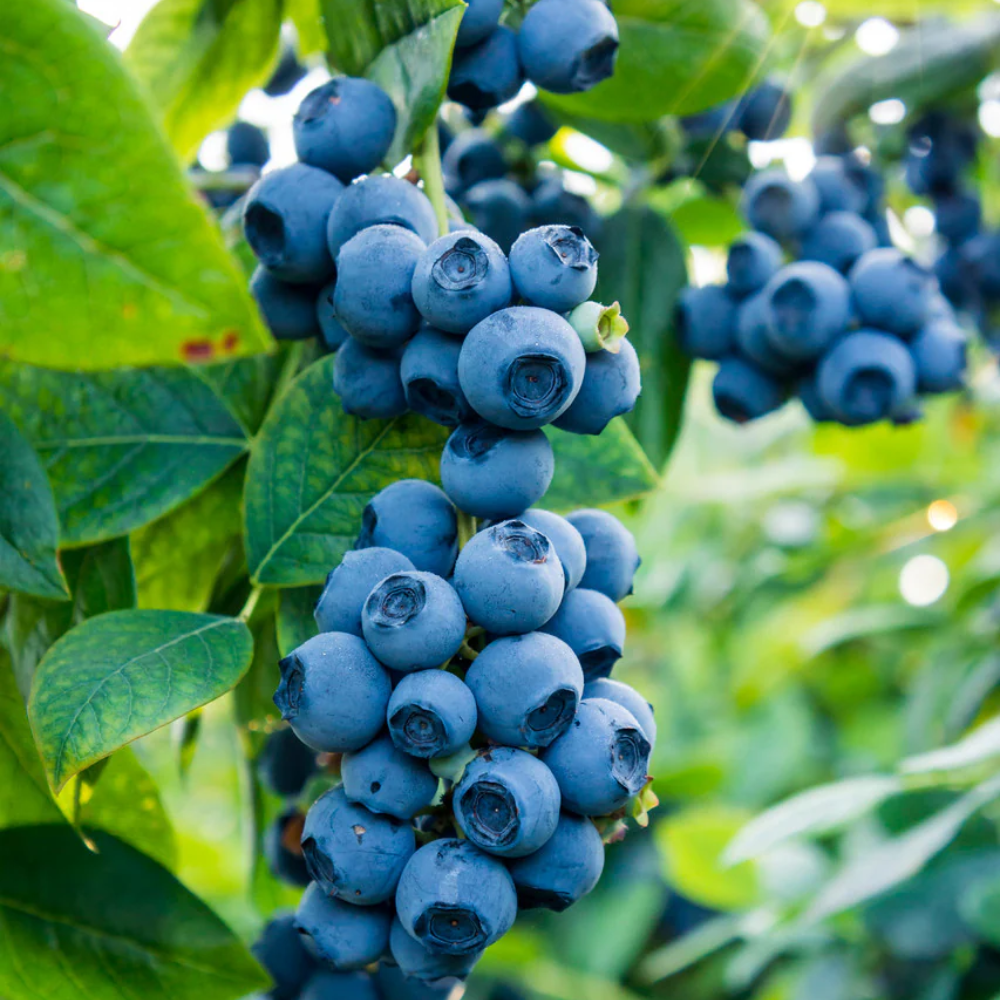 1 Sharpblue Blueberry Bush Live Plant, Blueberry Plant Live for Planting Outdoor, 5-9 Inch ...