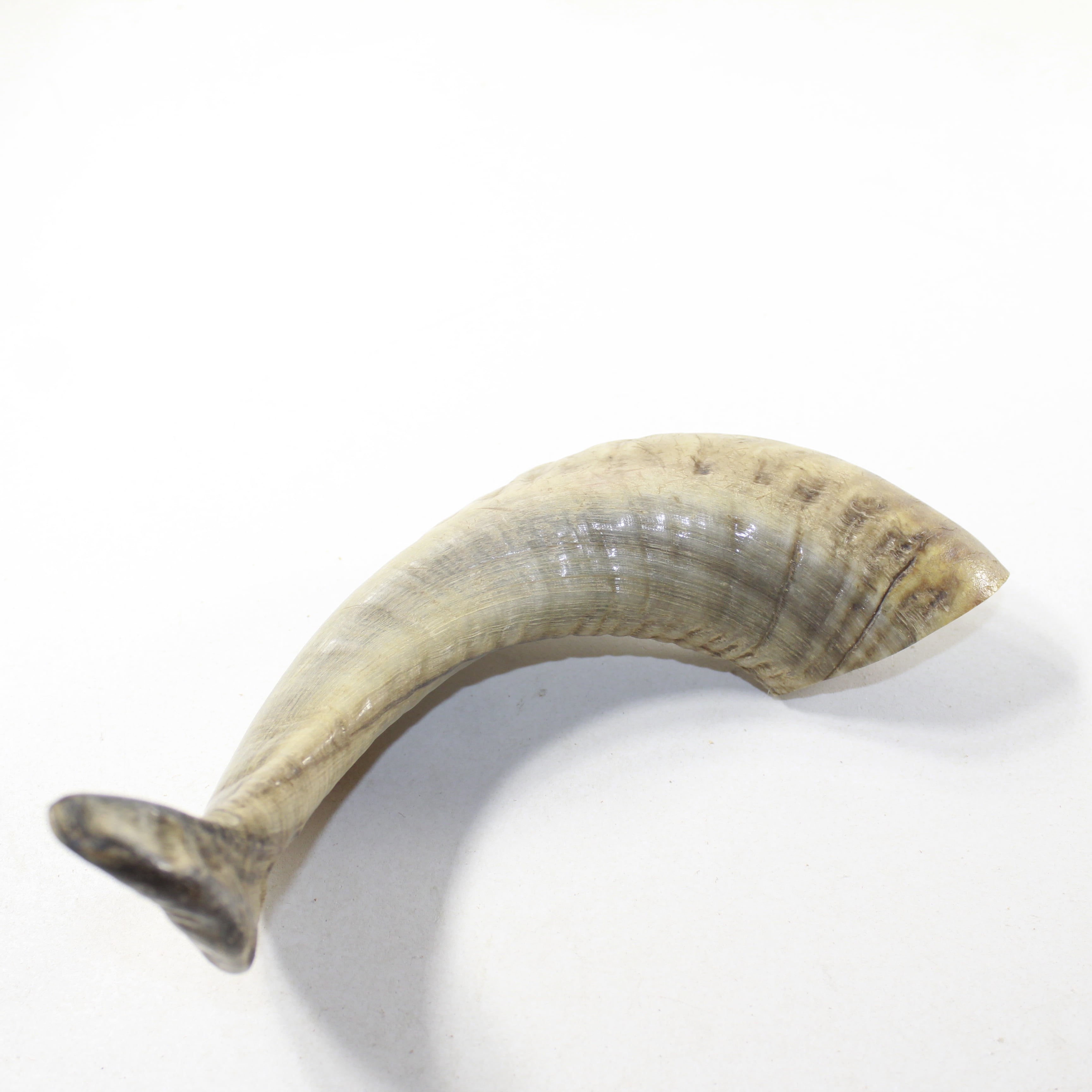 1 Sheep Horn #2438 Natural Colored Polished Ram Horn - Walmart.com