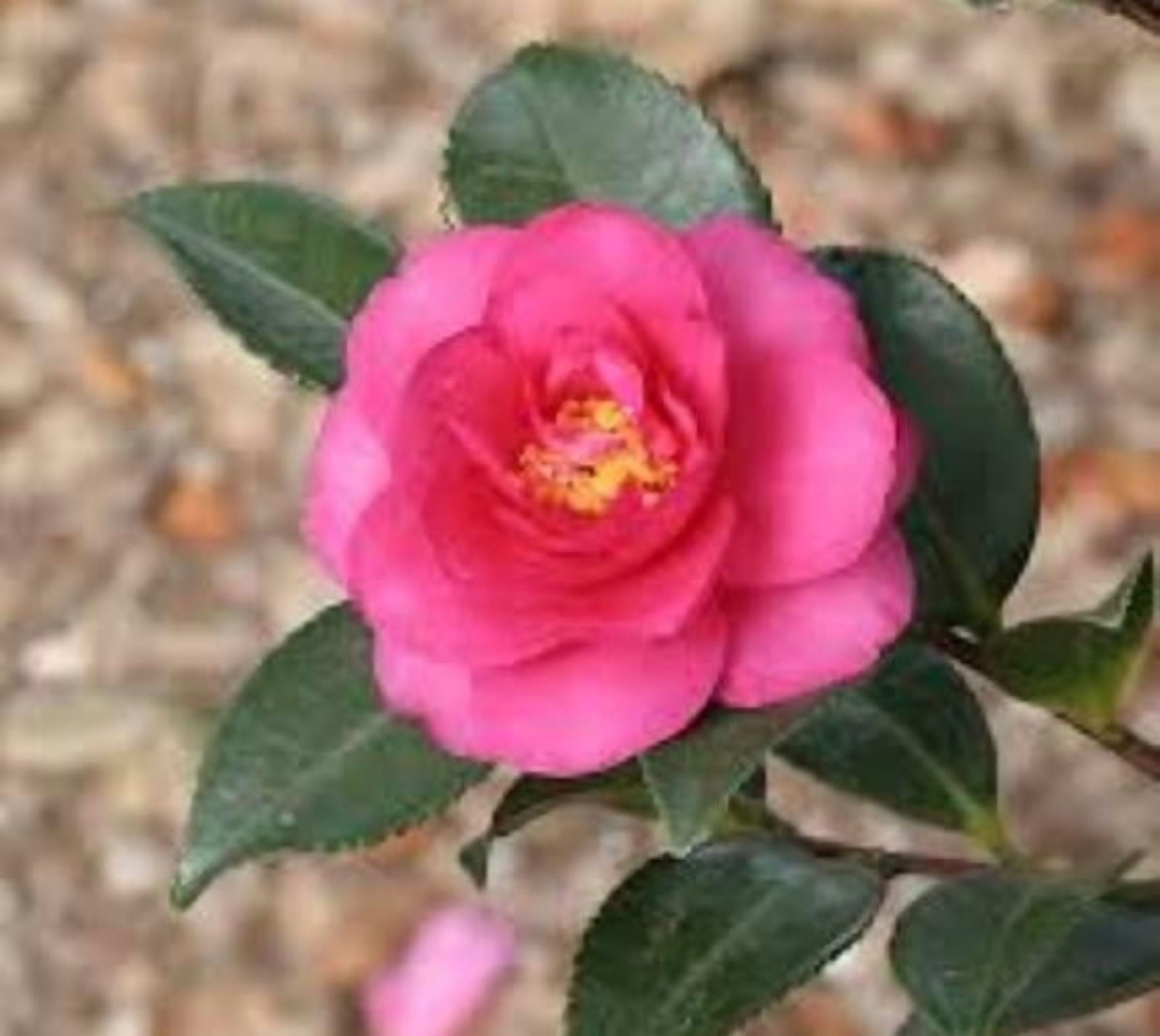 ( 1 ) - Shishi Gashira Camellia - Starter Plant ( 4L ) ( 1 live plant ...