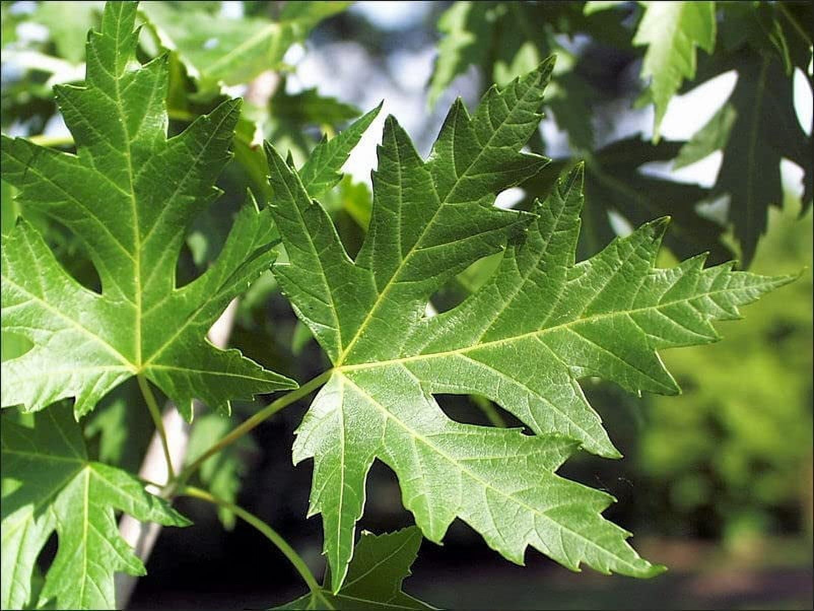 Outdoor Silver Maple Tree Seedling to Plant - Walmart.com