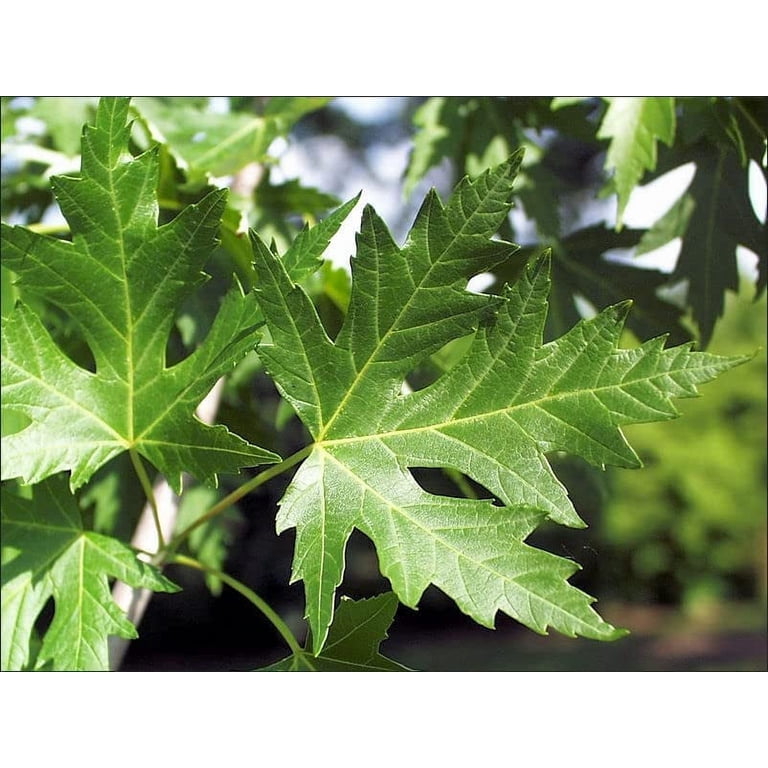 Silver Maple Tree Silver Maple