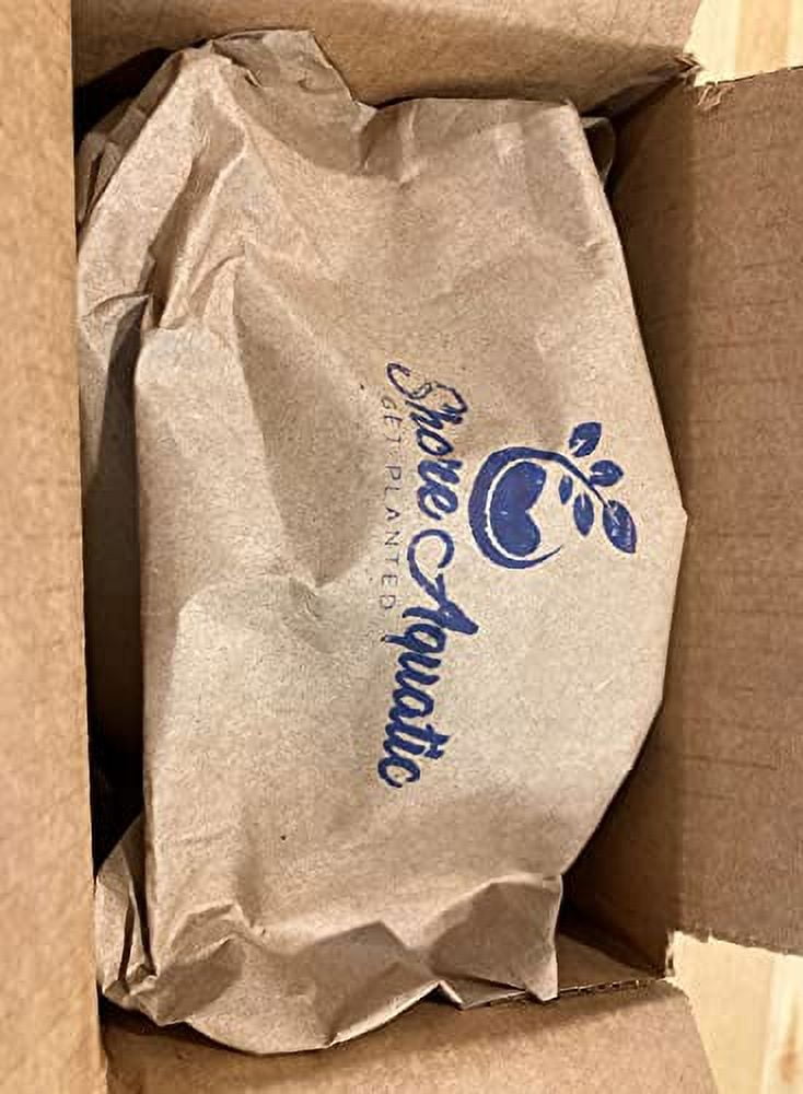 1" Single Frag - Red Dragon Gracilaria Hayi Bush Marine Macro Algae ...