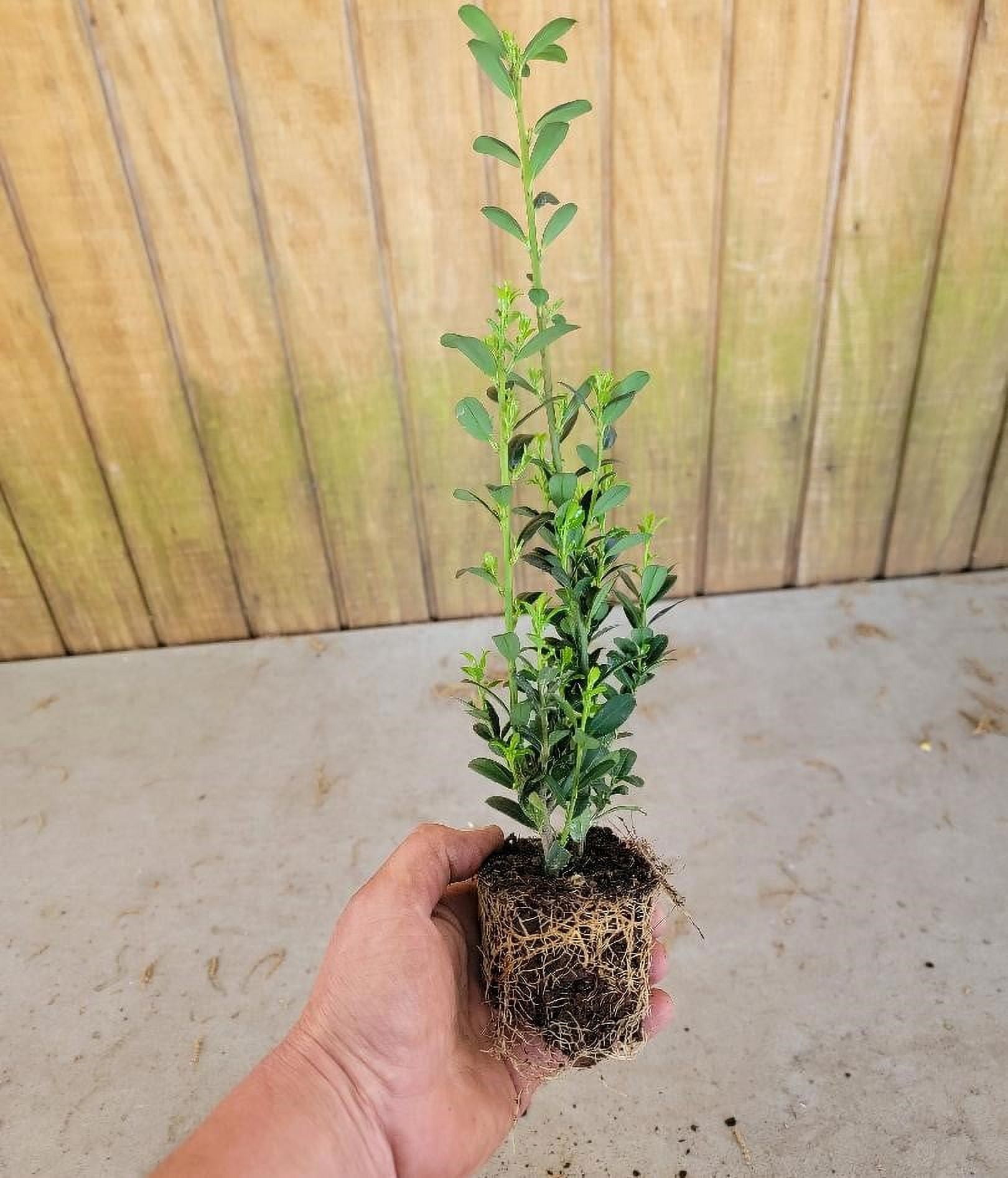 Outdoor Potted Sky Pencil Japanese Holly Tree - Starter Plant (1 live ...