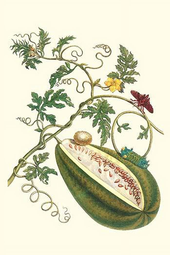 (1) Slug moth caterpillar on a (2) Watermelon; (1) Sibine, Limacodidae ...