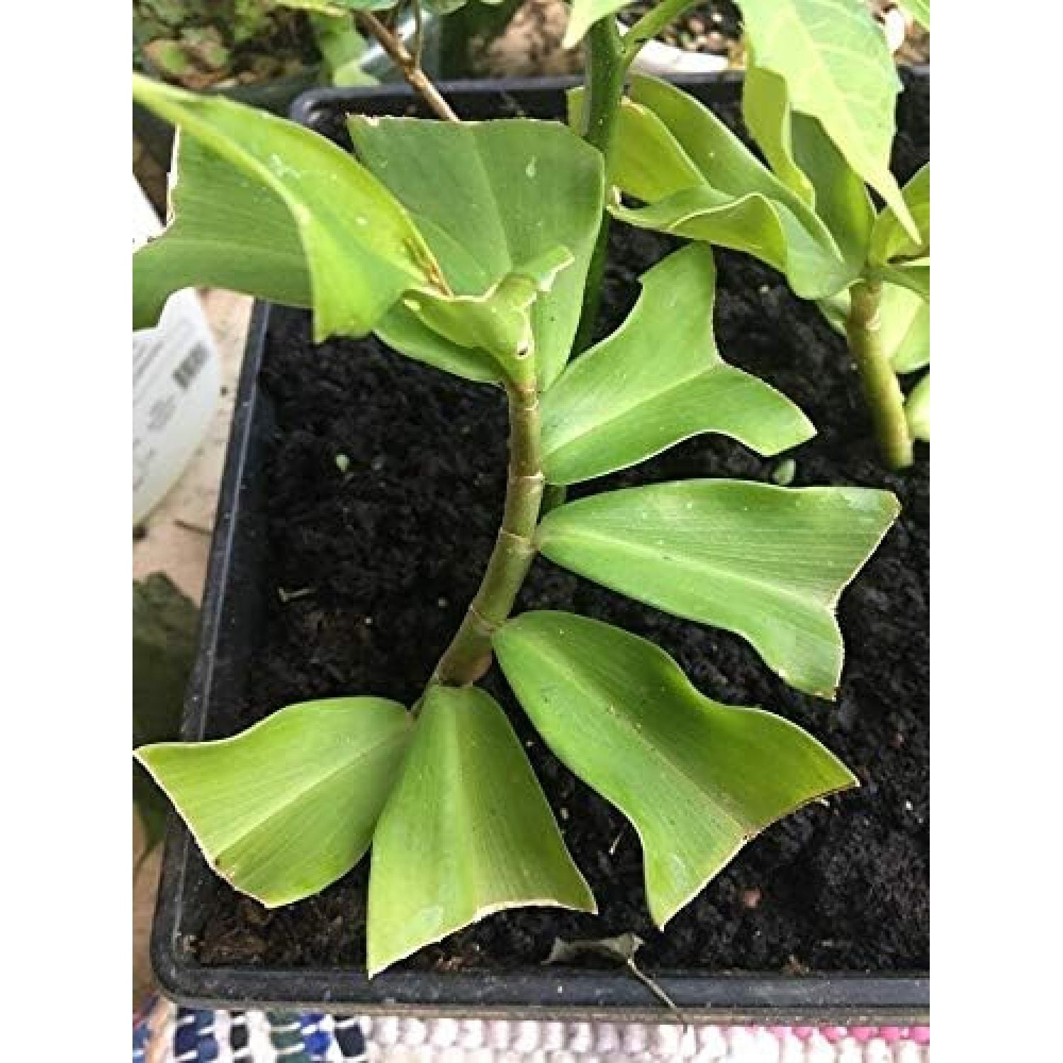 1 Spiral Ginger, Costus Igneus Fiery Spiral Flag Ginger LivePlant ...