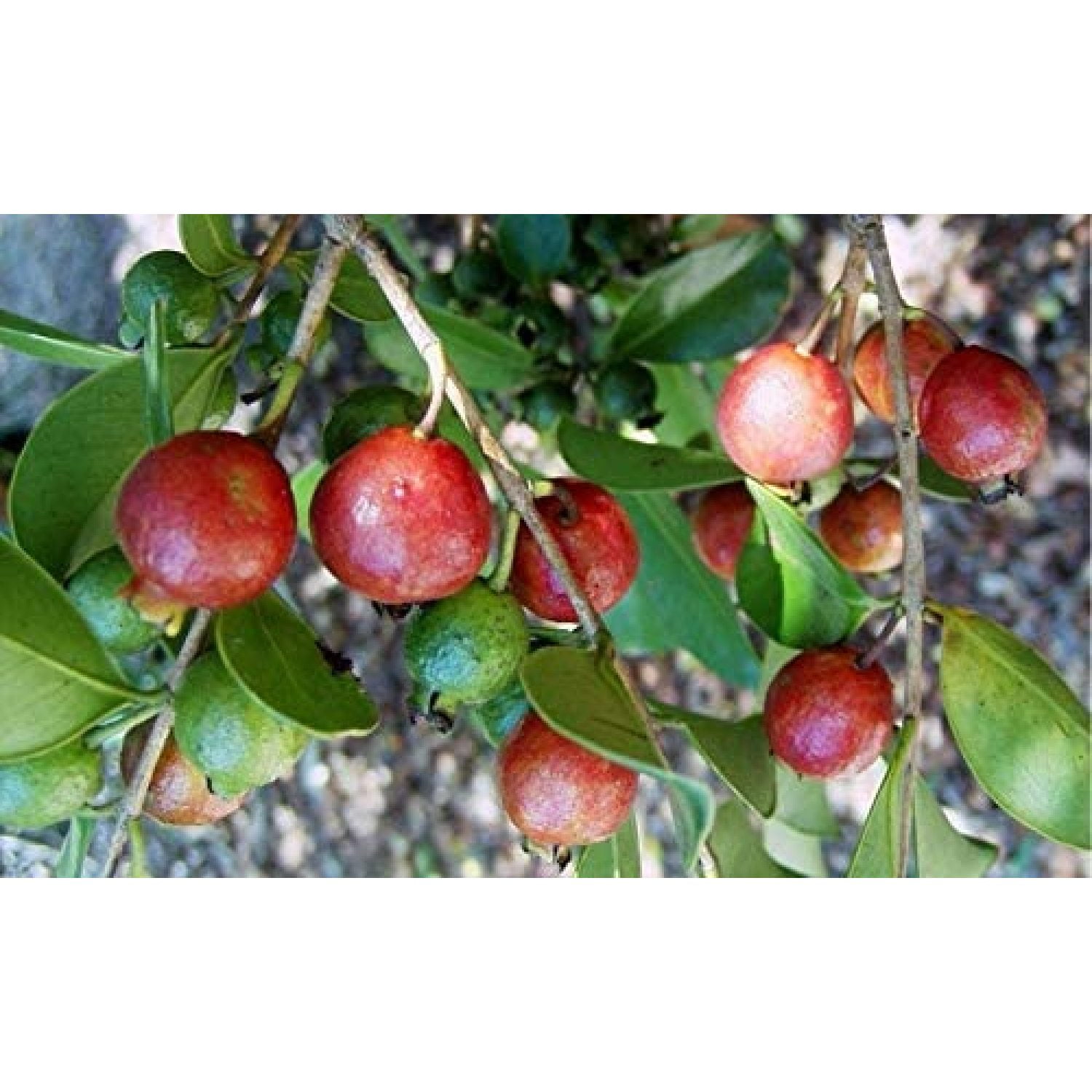 Strawberry Guava Red Psidium Cattleianum Live Plant - Ideal for ...