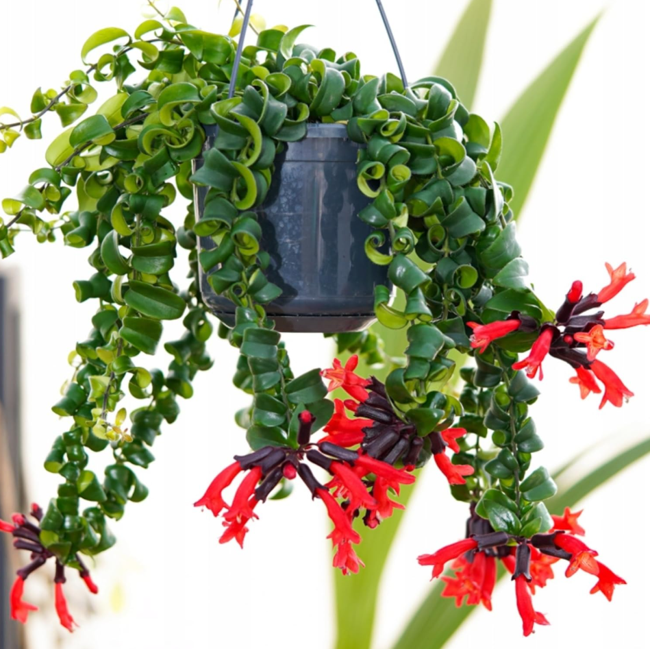 1 Twisted Lipstick Vine for Planting, Aeschynanthus Plants Live in 2 ...