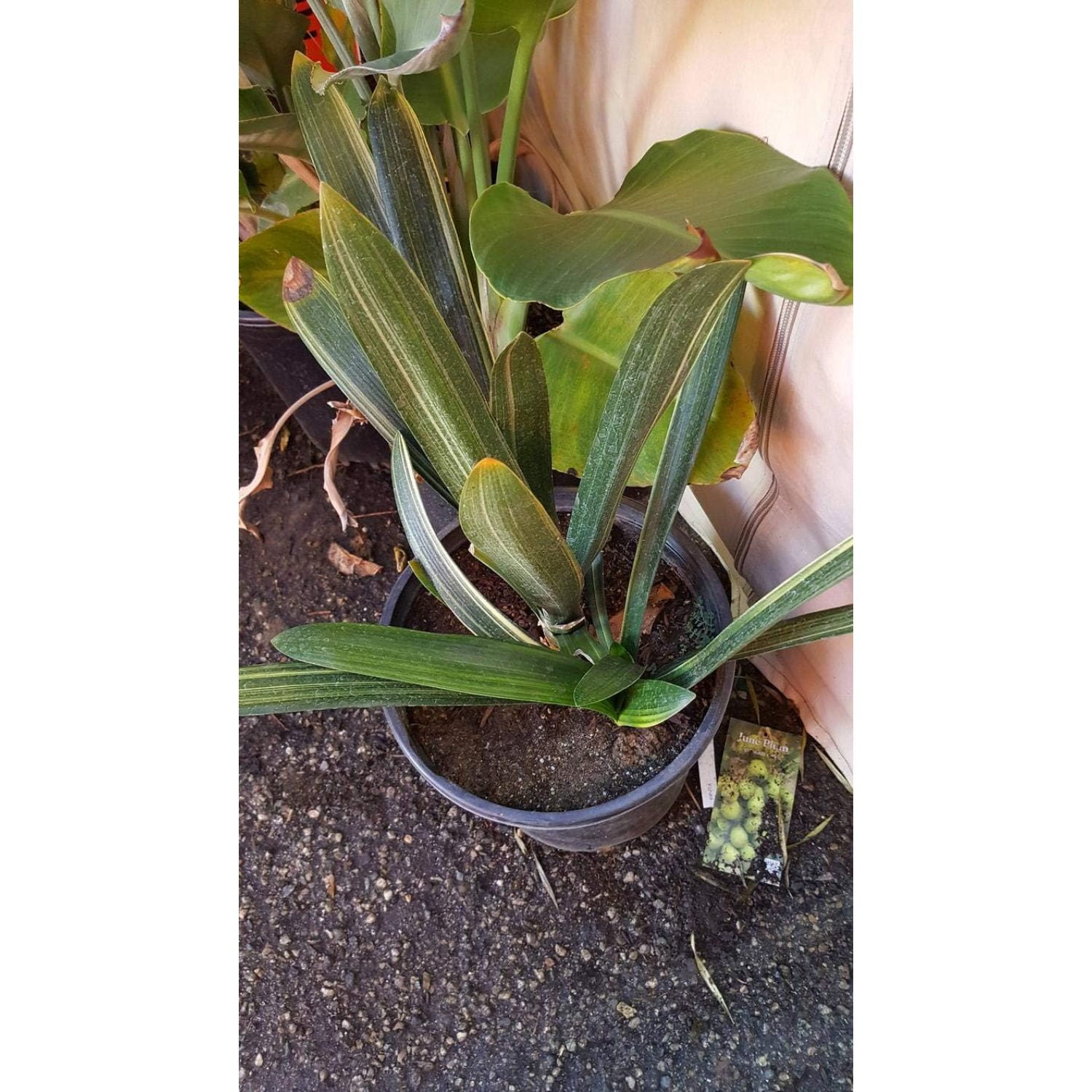 1 Variegated Fire Lily (Clivia miniata) Live Plant - Walmart.com