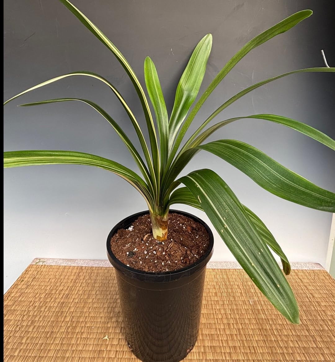1 Variegated Fire Lily (Clivia miniata) Live Plant - Walmart.com