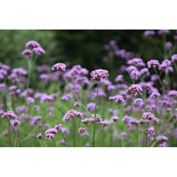 Perennial Verbena Plants and Seeds for Your Patio and Garden