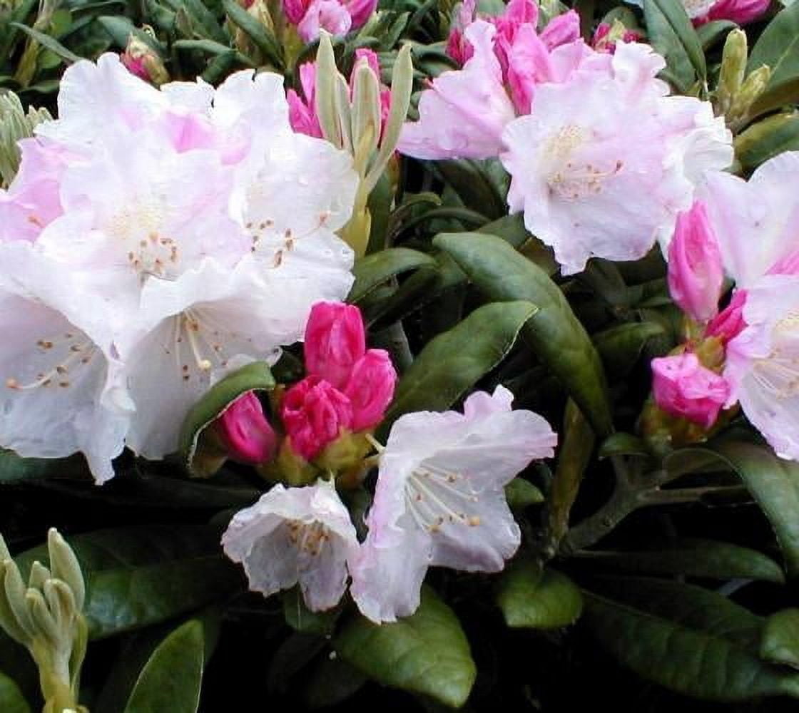New Life Nursery & Garden, Yaku Princess Rhododendron Starter Plant ...