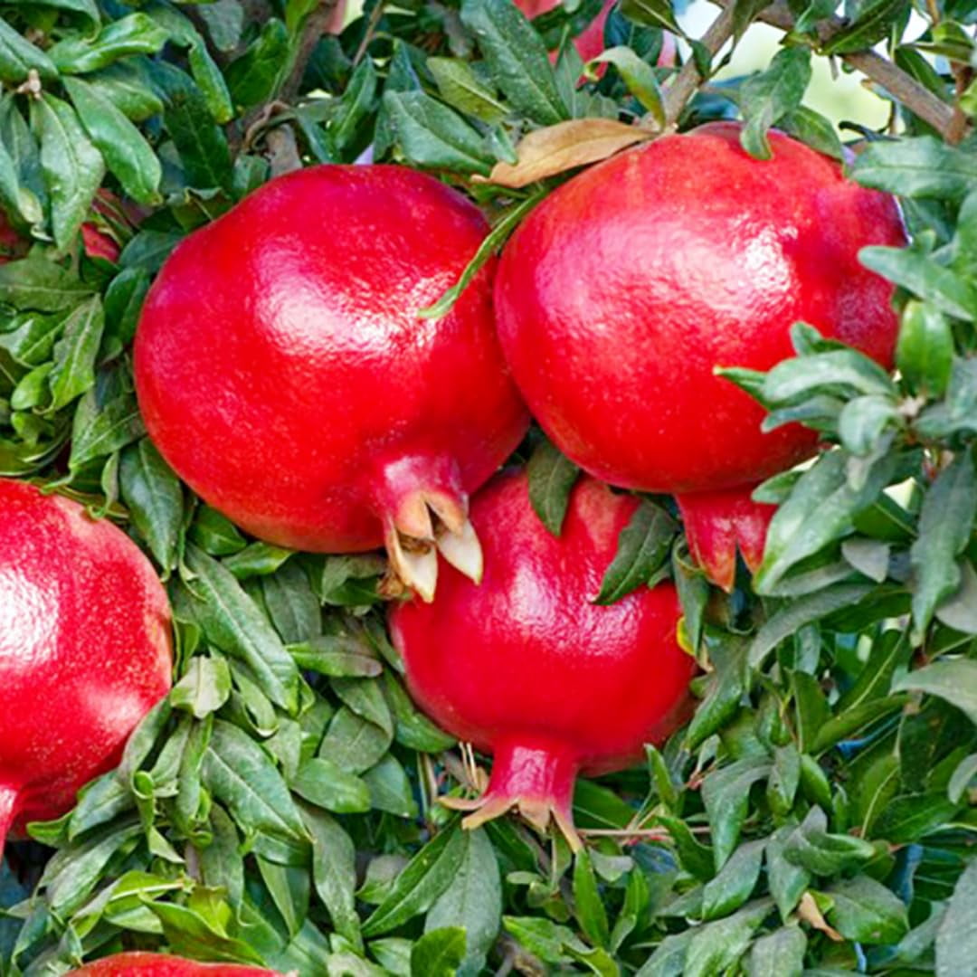 1 Year Old Pomegranate Tree Live Plant Seedlings in 4" Pot for Outdoor ...
