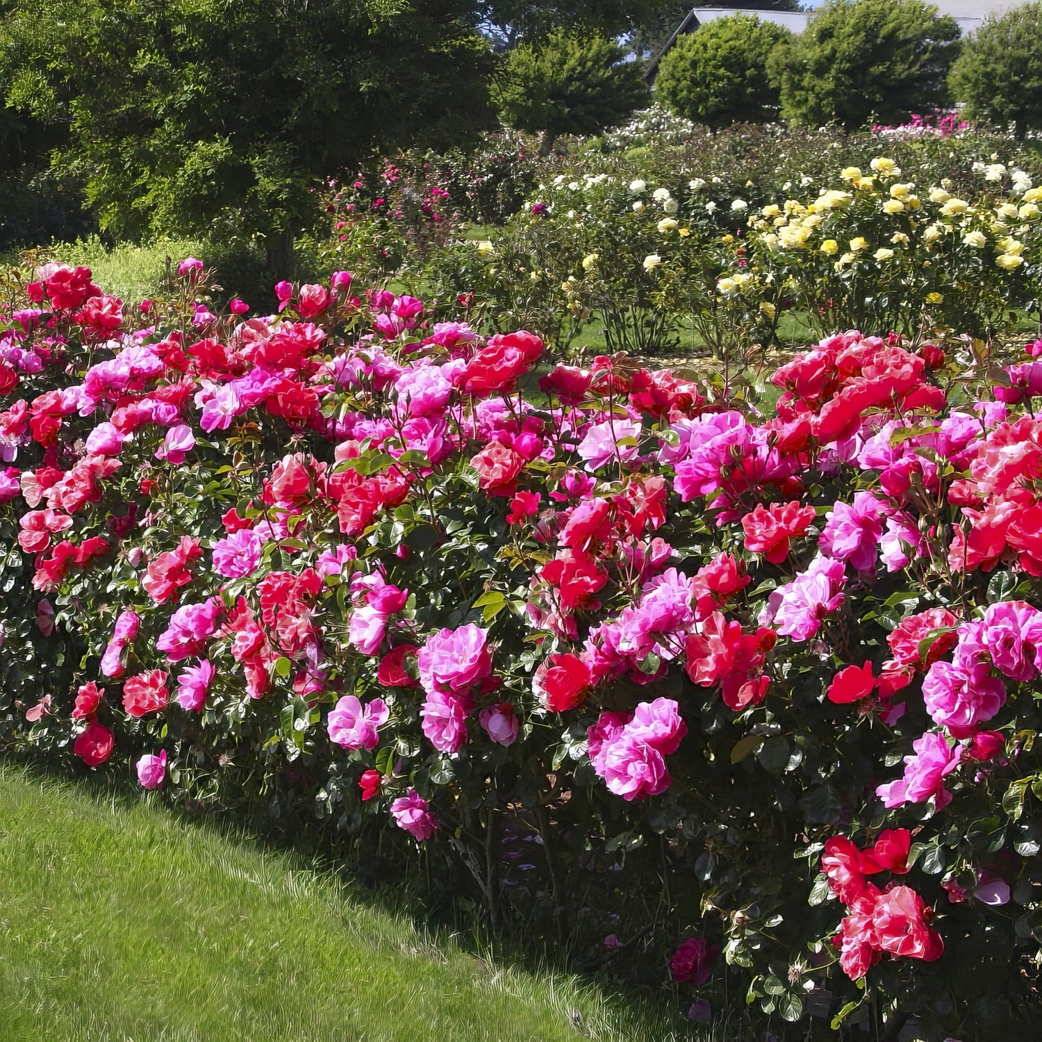 National Plant Network 1 gal. 2-N-1 Freedom Rose with Pink and Red ...