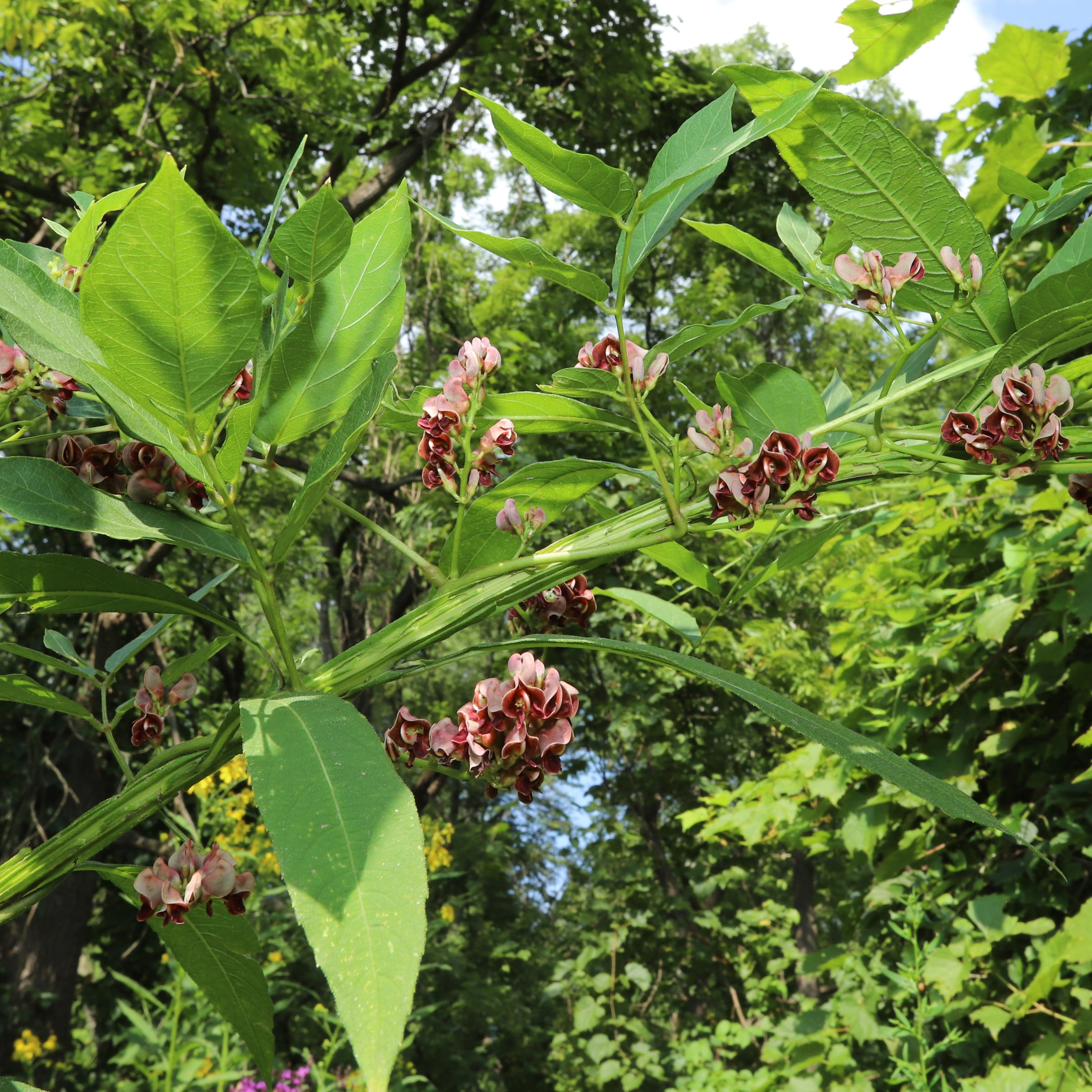 National Plant Network 1 gal. Apios Americana Ground Nut Live Perennial ...