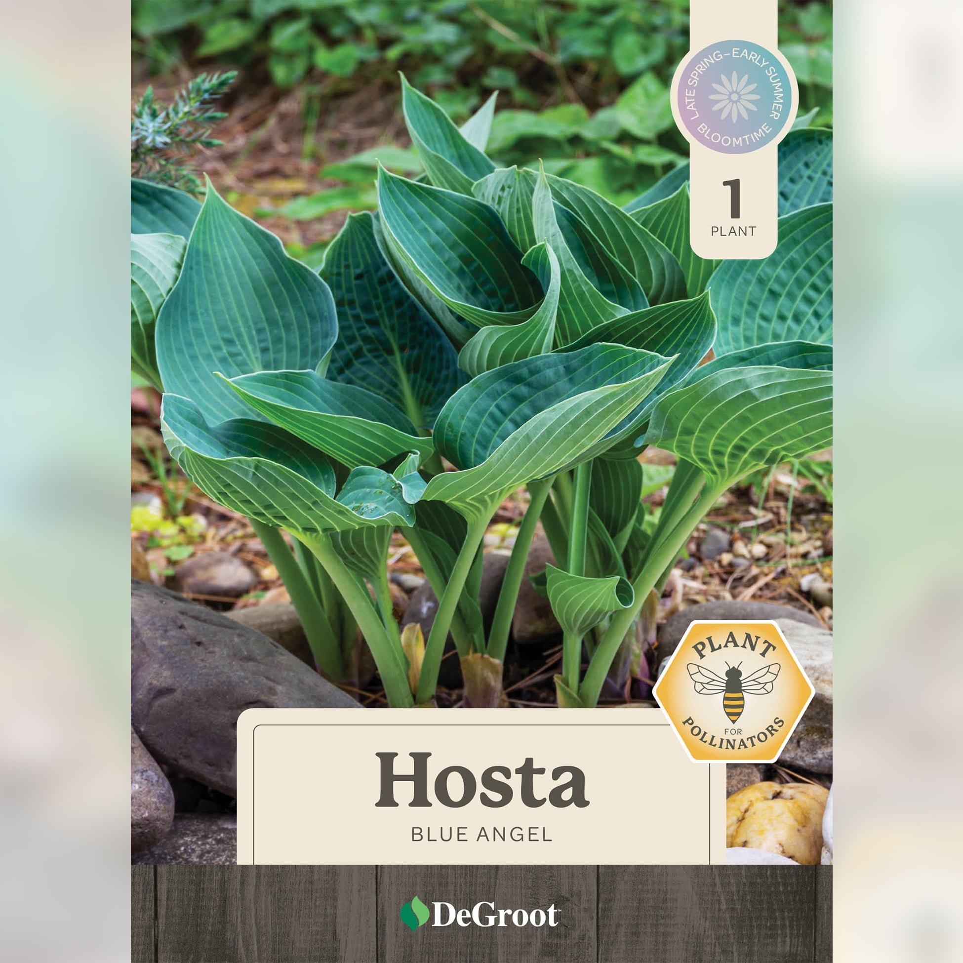 1 gal. Blue Angel Hosta - Walmart.com