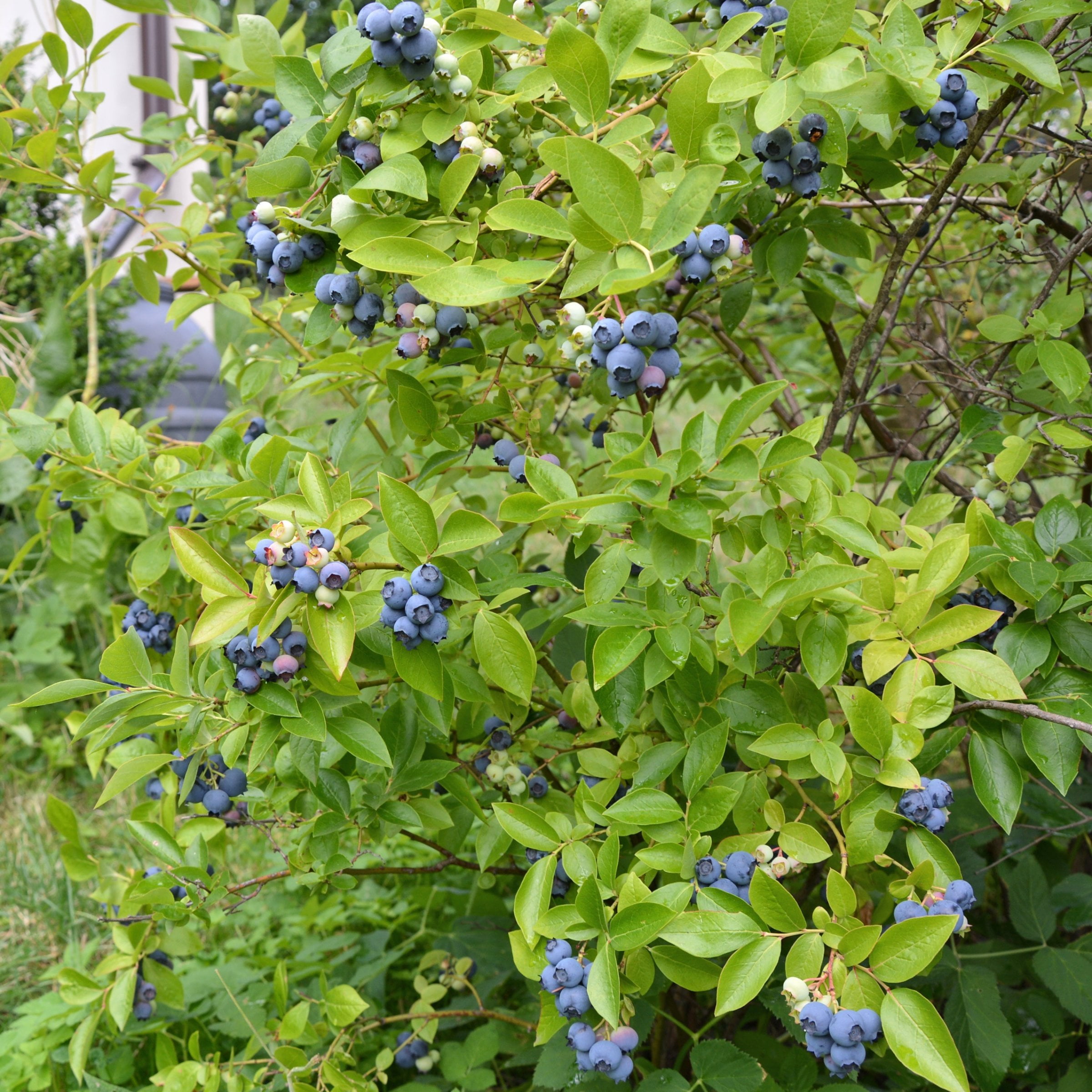 National Plant Network 1 gal. Blueberry Sharpblue Live Shrub with Full ...