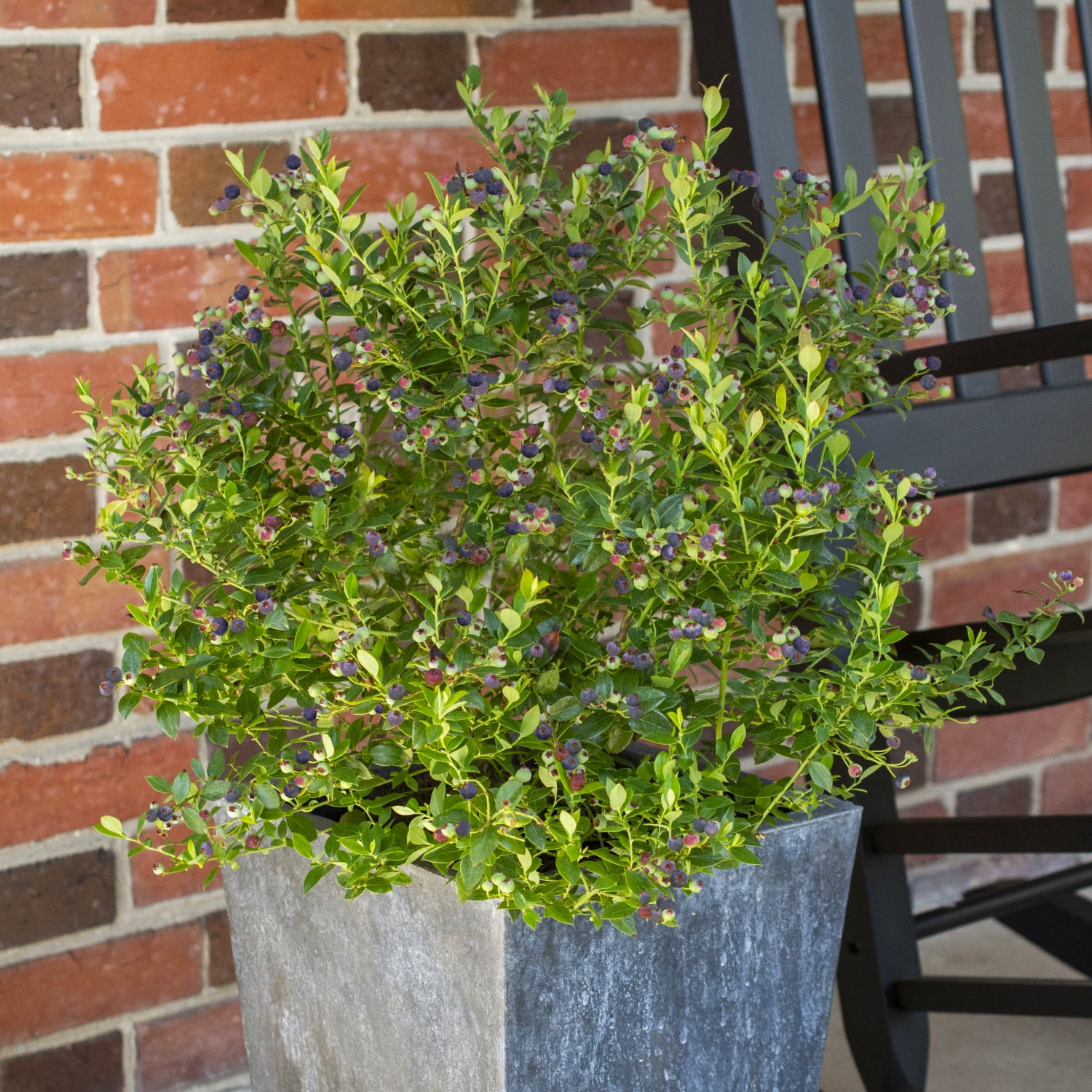 1 gal. Bushel & Berry Blueberry Buckle Live Fruit Plant with Full Sun ...