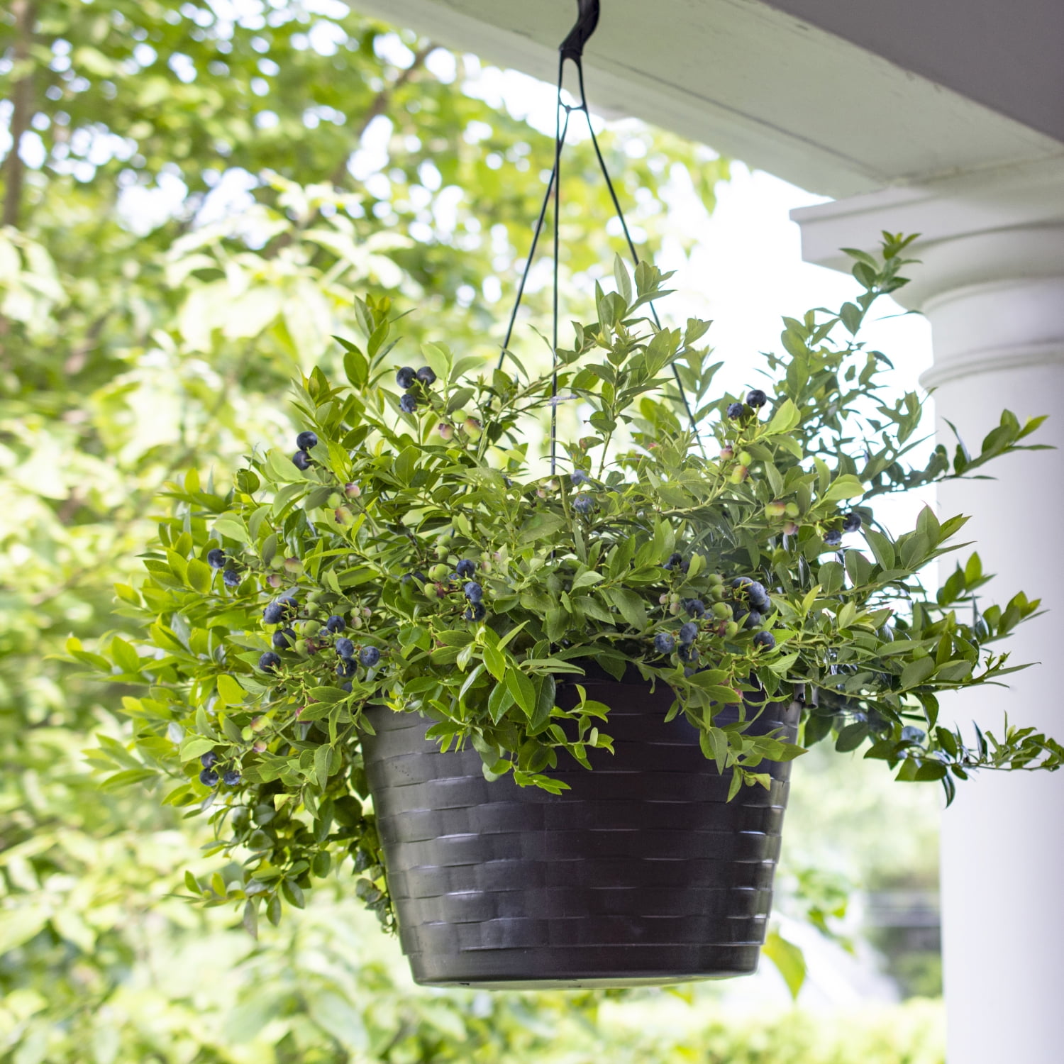 National Plant Network 1 gal. Bushel & Berry Midnight Cascade Blueberry ...