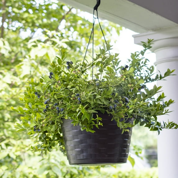 National Plant Network 1 gal. Bushel & Berry Midnight Cascade Blueberry ...