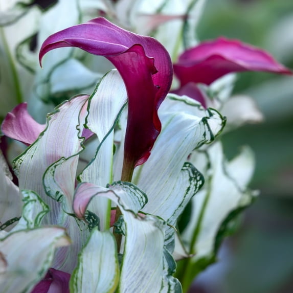 1 gal. Calla Lily Frozen Queen Live Perennial Plant with White Flowers ...