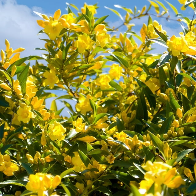 1 gal Carolina Jessamine Live Perennial Vine with Full Sunlight ...