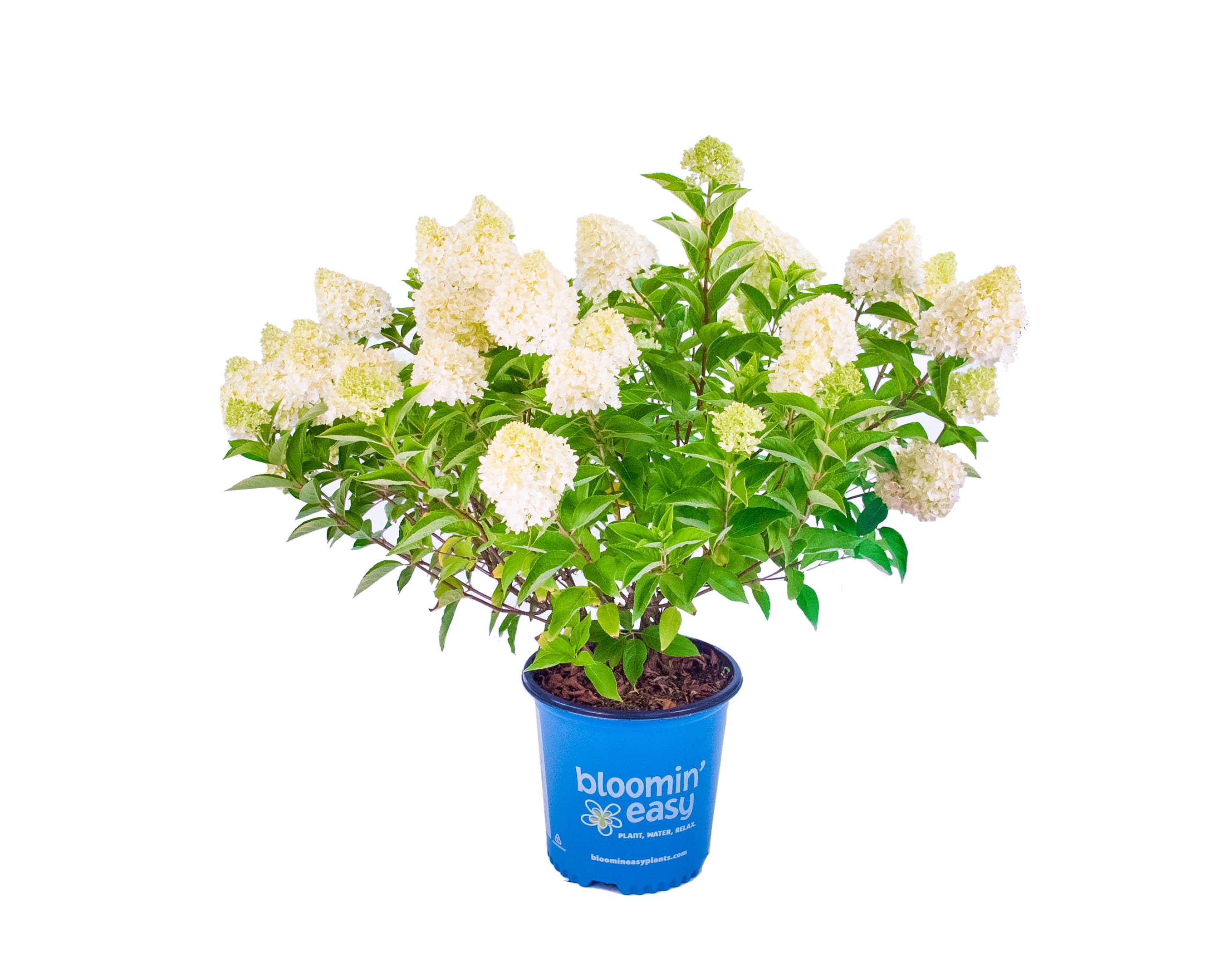 1 gal. Dragon Baby Hardy Hydrangea (Paniculata) Live Shrub, Creamy Lime ...
