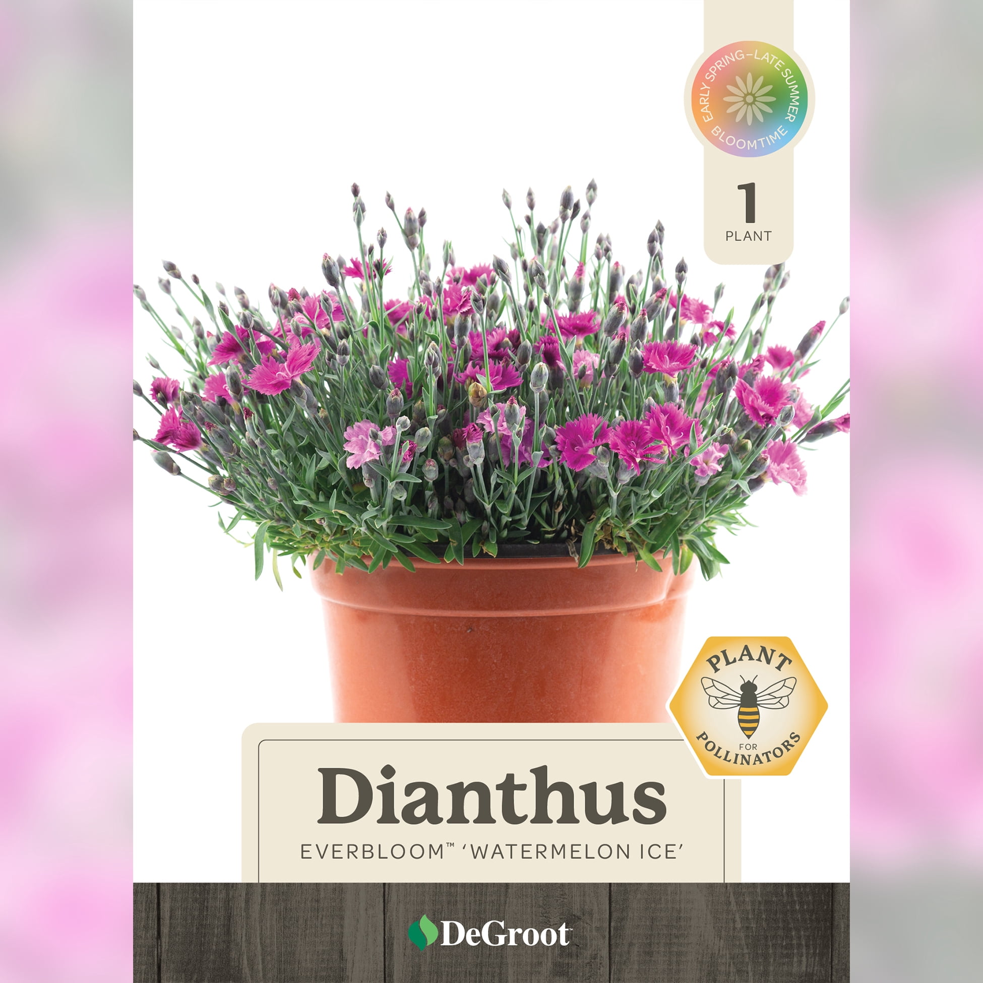 1 gal. EverBloom™ Watermelon Ice Dianthus Live Plant, Variegated Pink ...