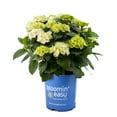 Bloomin' Easy 1 gal Grin and Tonic Reblooming Hydrangea Live Shrub ...