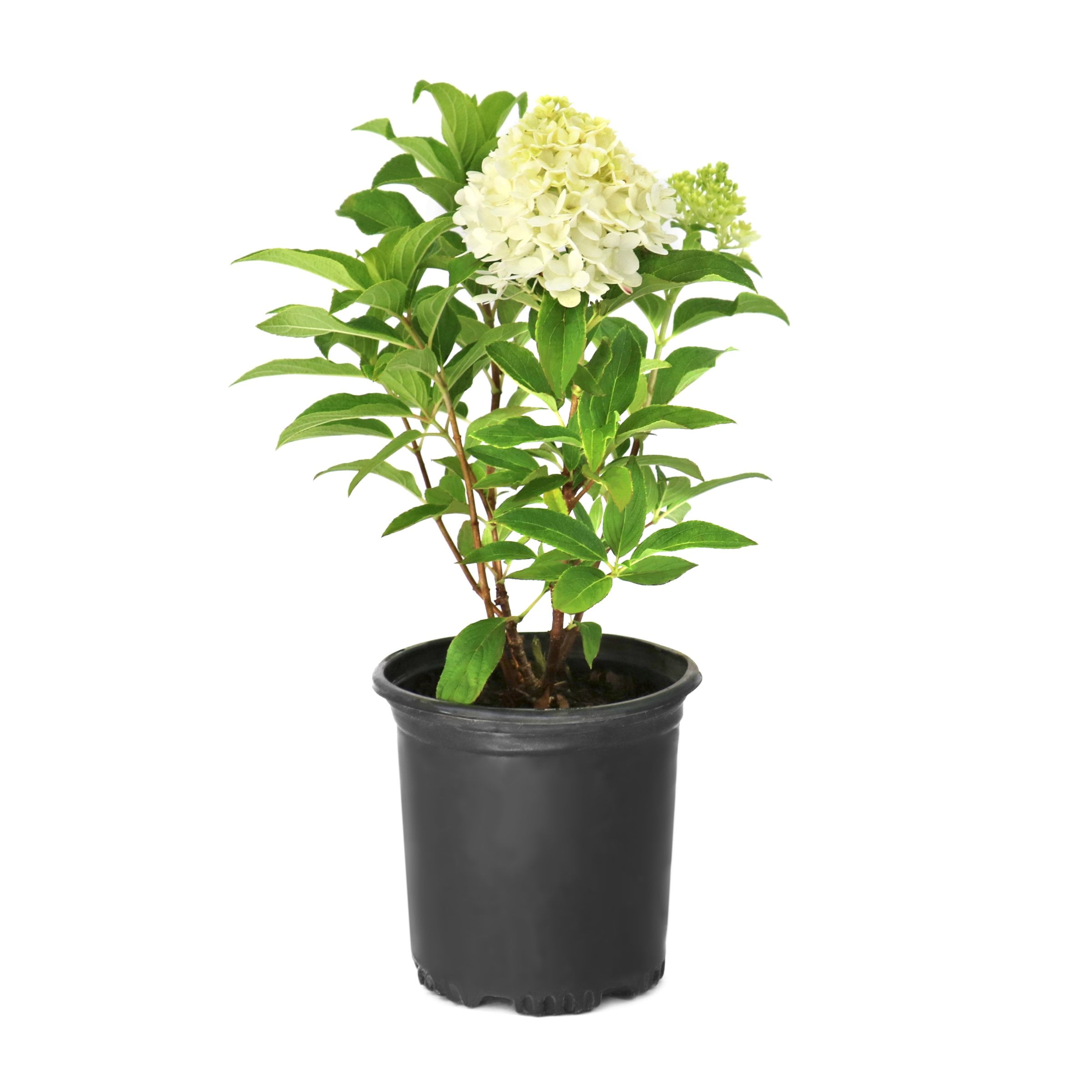 1 gal. Hydrangea Limelight Shrub with White Flowers - Walmart.com