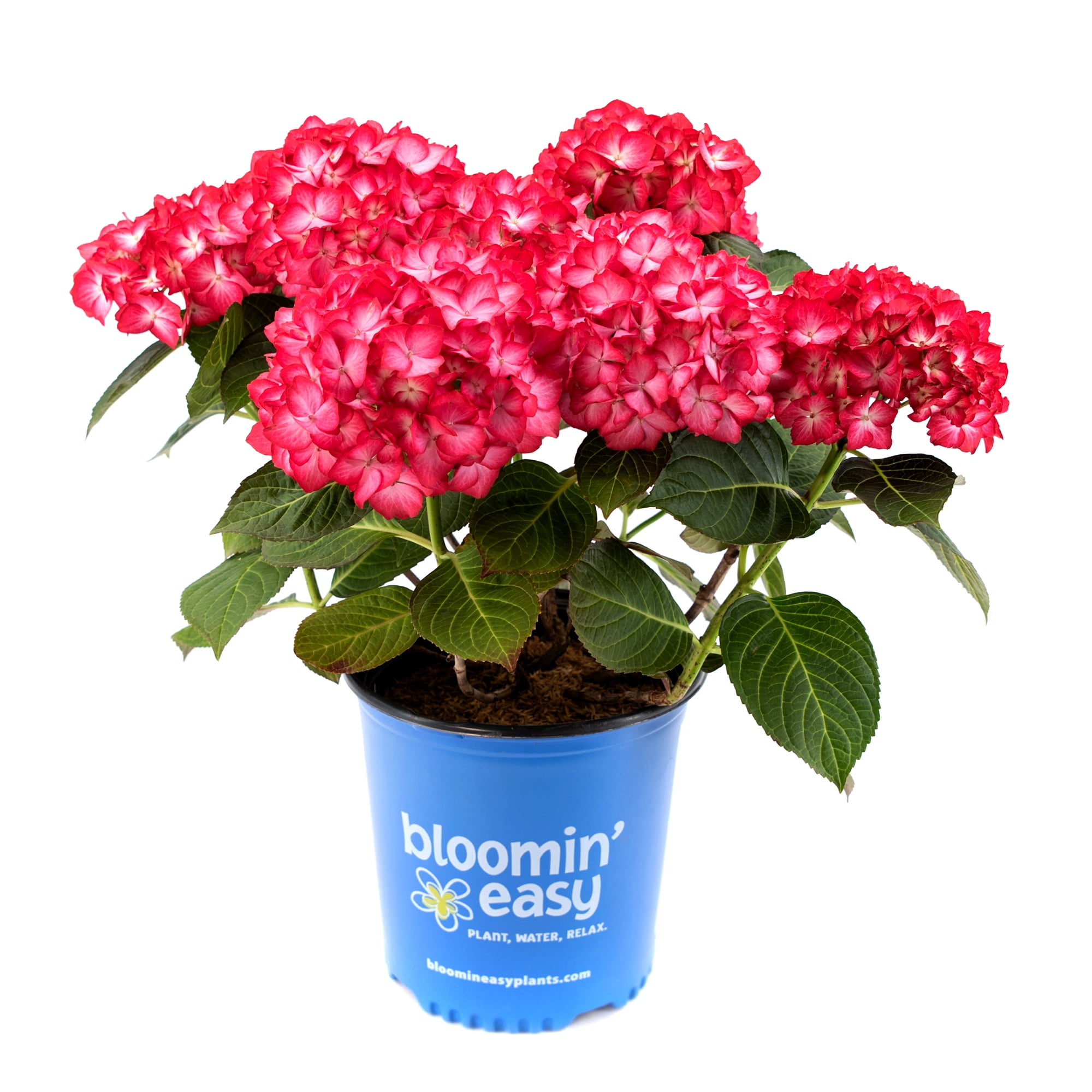 1 gal. Kimono Bigleaf Hydrangea (Macrophylla) Live Shrub, Wine Red and ...