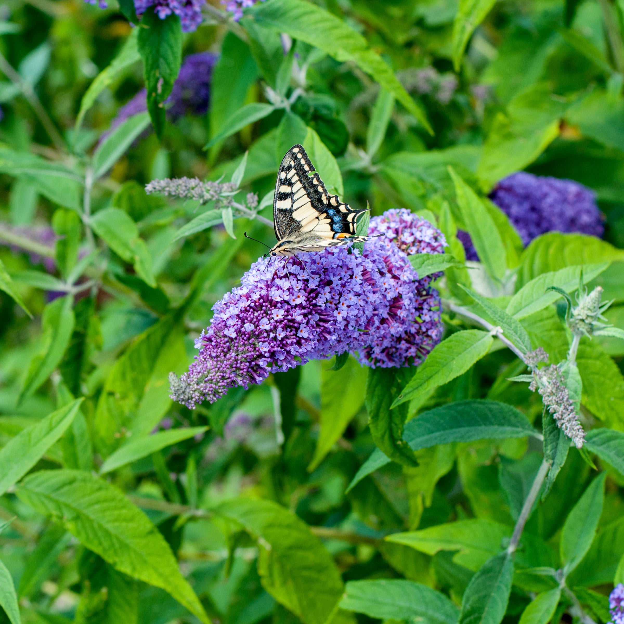 1 gal Live Shrub True Blue Buddleia with Full Sunlight - Walmart.com