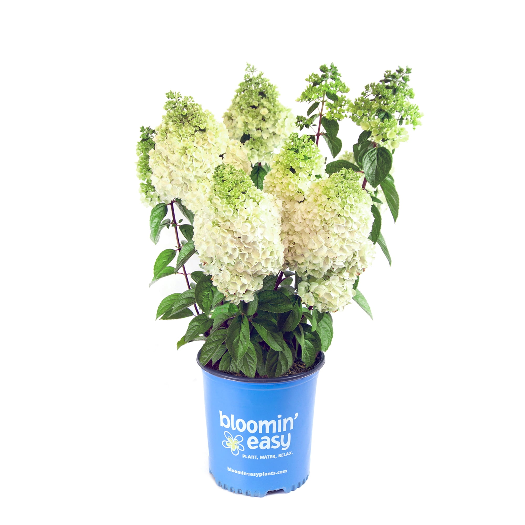 1 gal. Moonrock Hardy Hydrangea (Paniculata) Live Shrub, Cream and Lime ...