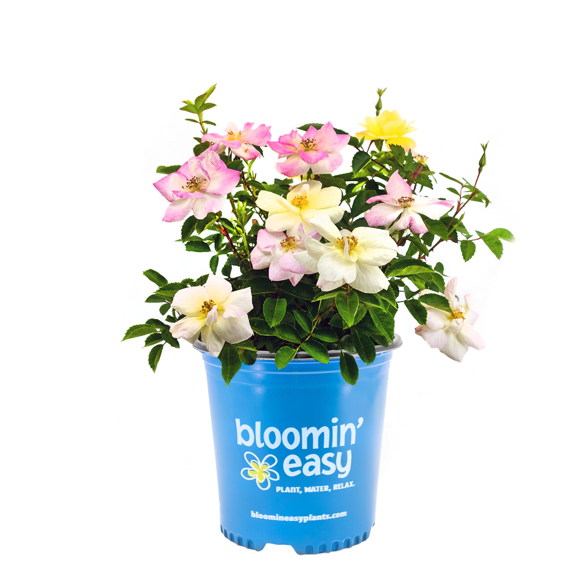 1 gal. Peach Lemonade Rose (Rosa) Live Shrub, Lemon Yellow-White and ...