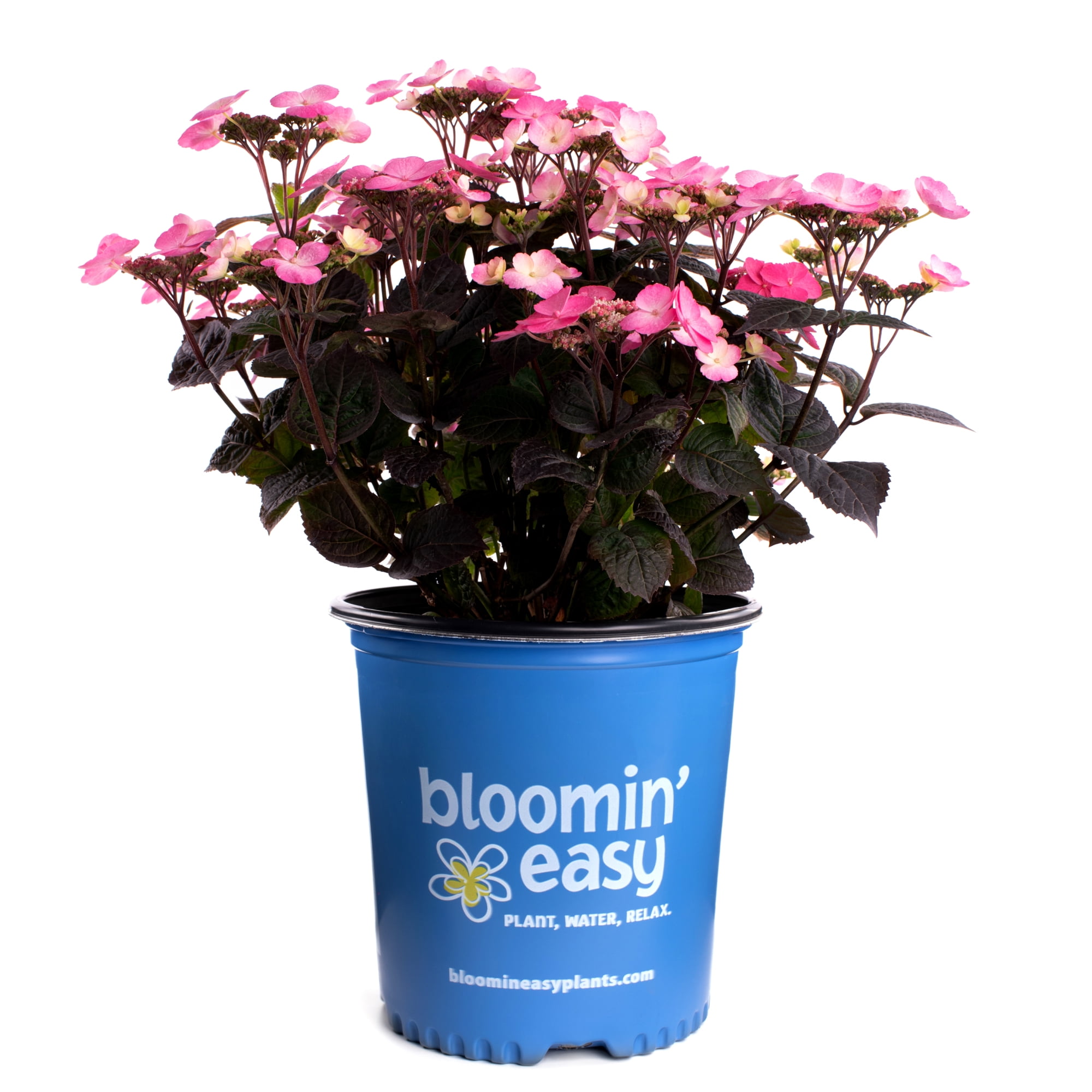 1 gal. Pink Dynamo Mountain Hydrangea (Serrata) Live Shrub, Vibrant ...