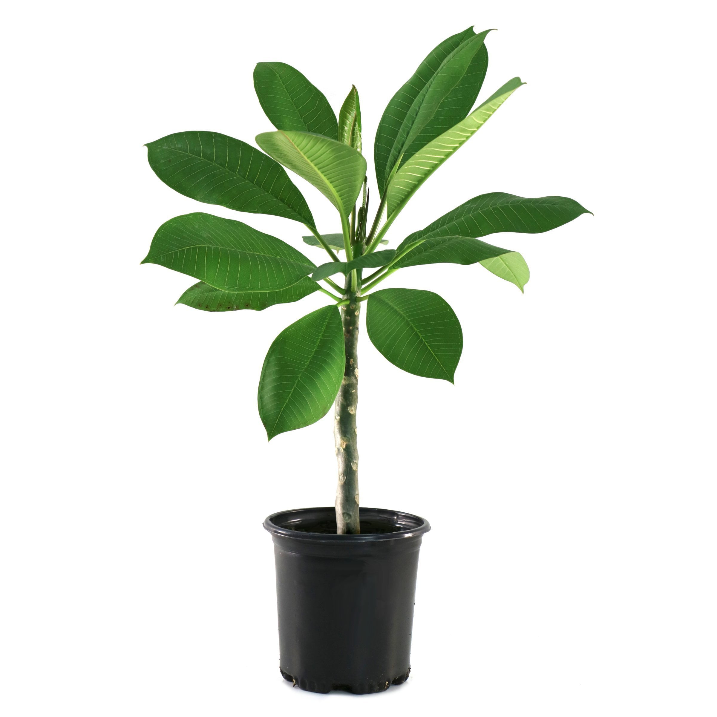 National Plant Network 1 gal. Plumeria Dusk Flower Plant with ...