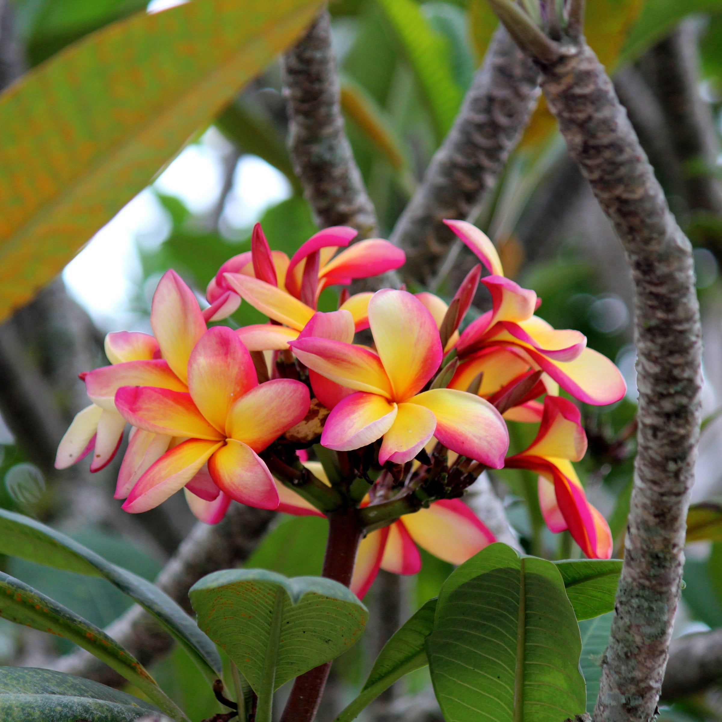 1 gal. Plumeria Sunrise Plant with Multicolor Flowers - Walmart.com