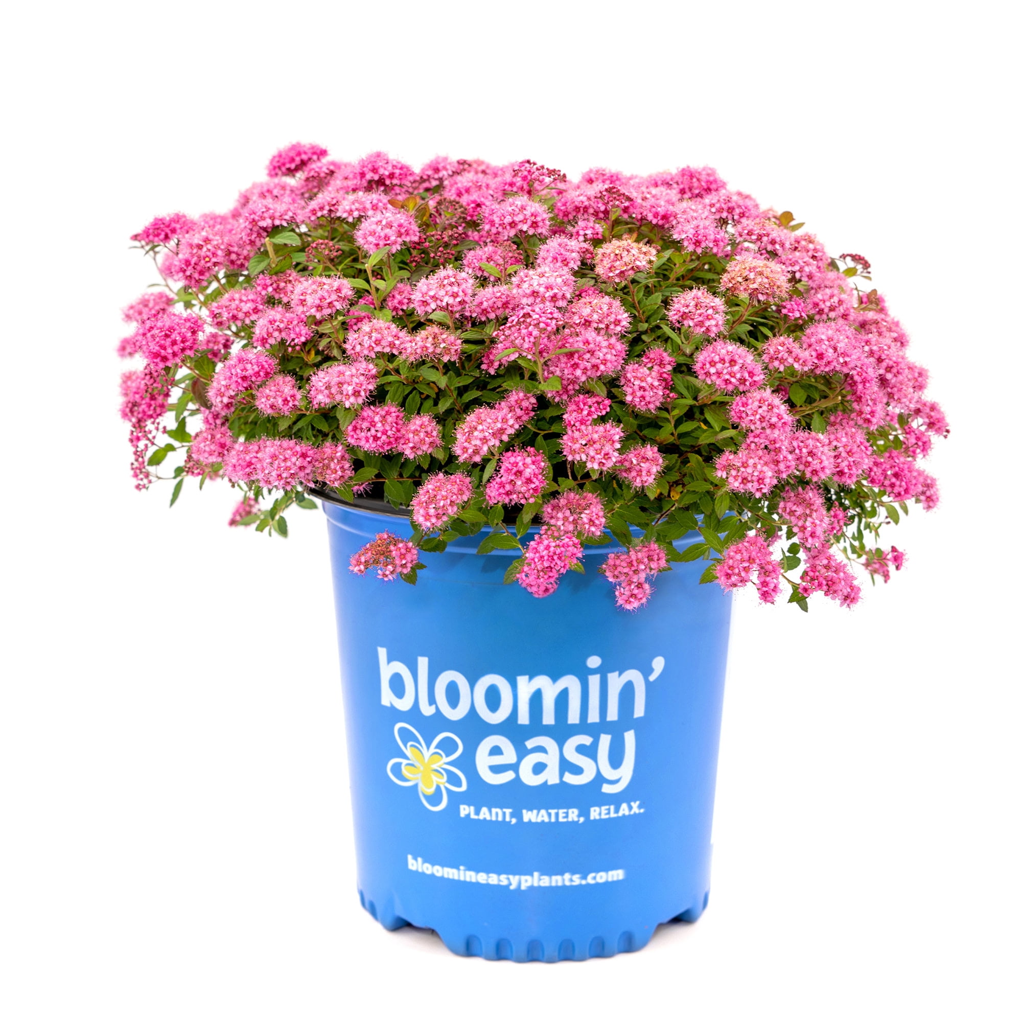 Poprocks Petite Spirea Live Shrub, 1 gal., Candy Pink Flowers, Spiraea ...
