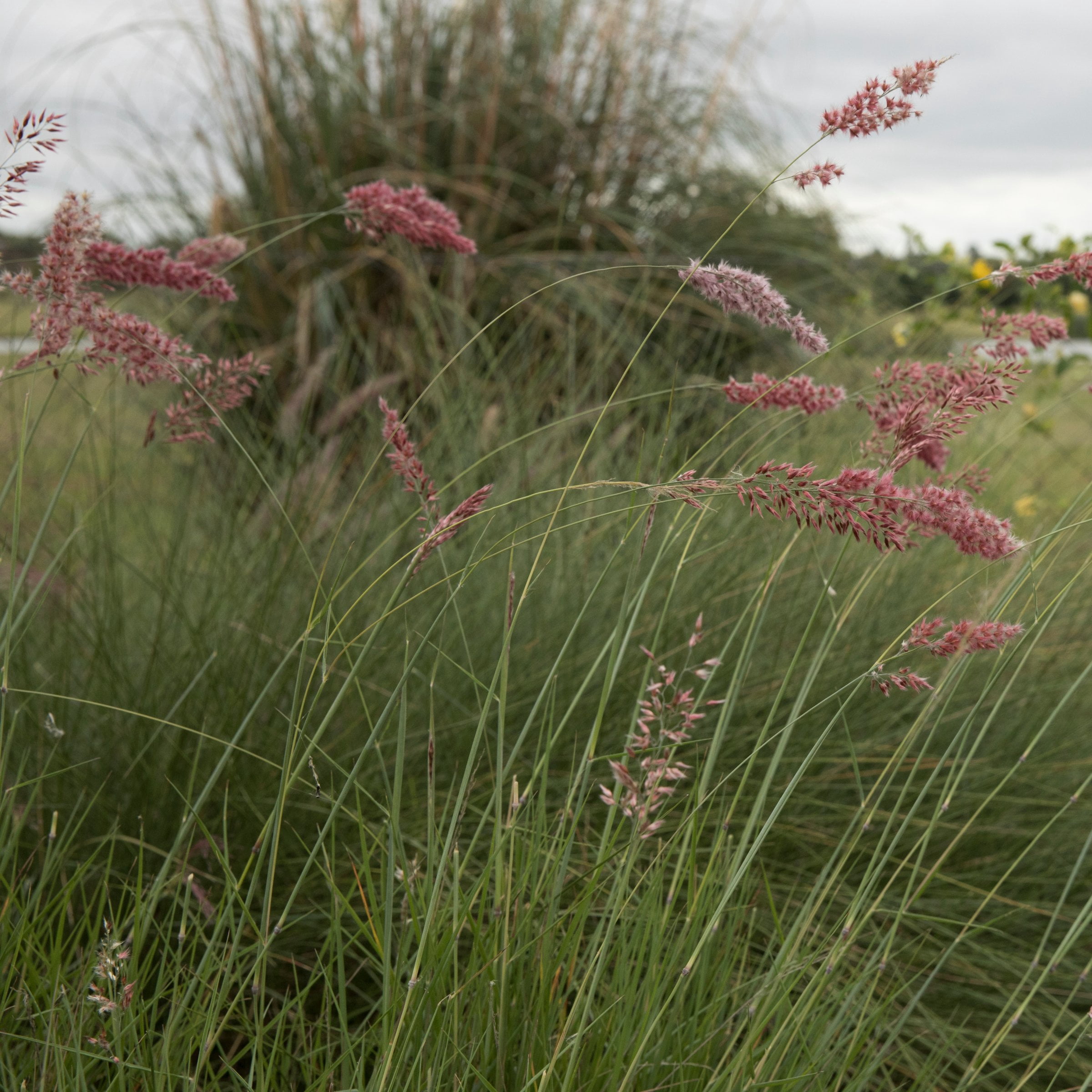 1 gal. Savannah Grass Live Perennial with Full Sunlight - Walmart ...