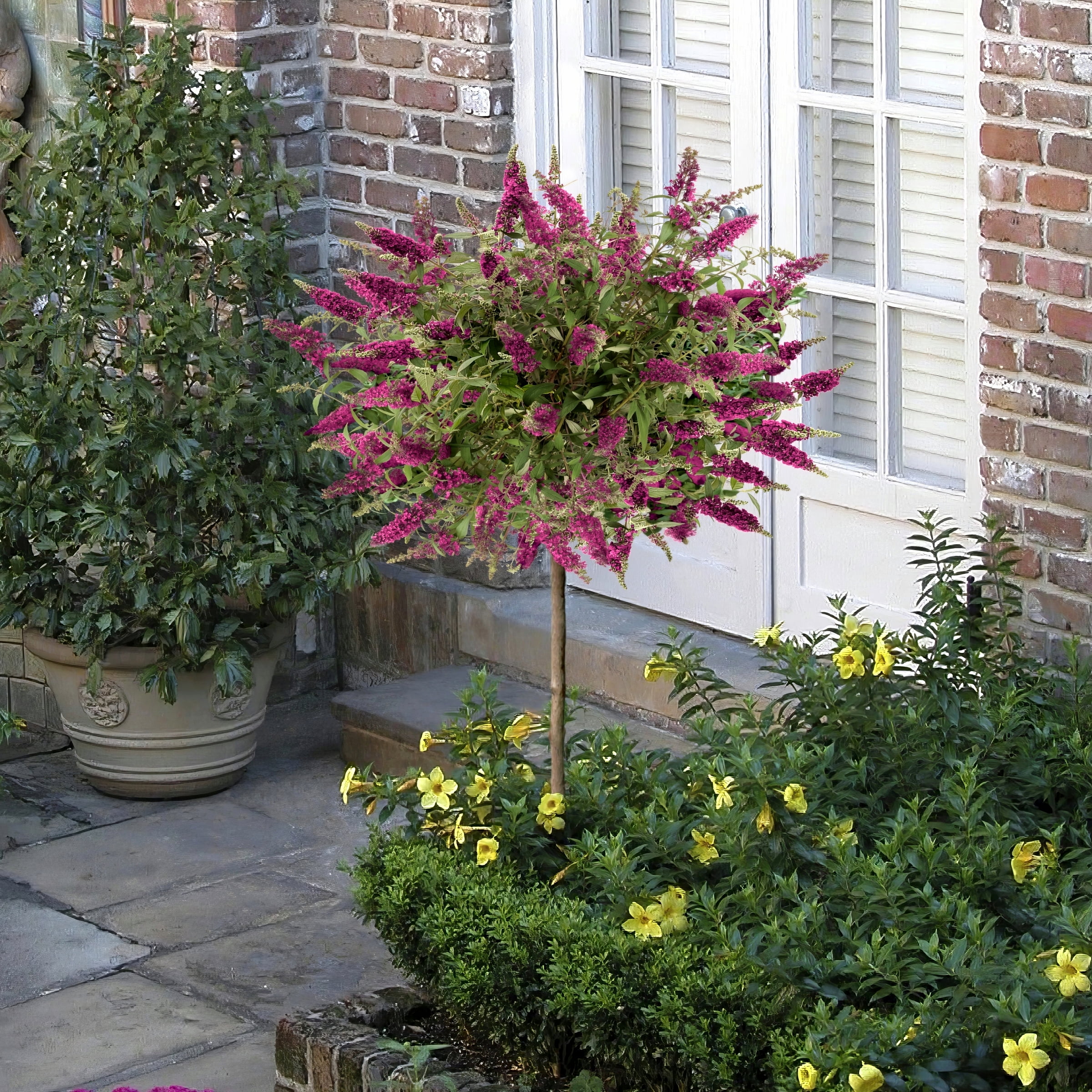 1 gal. Tree-form Buddleia Blaze Pink with Pink Flowers - Walmart.com