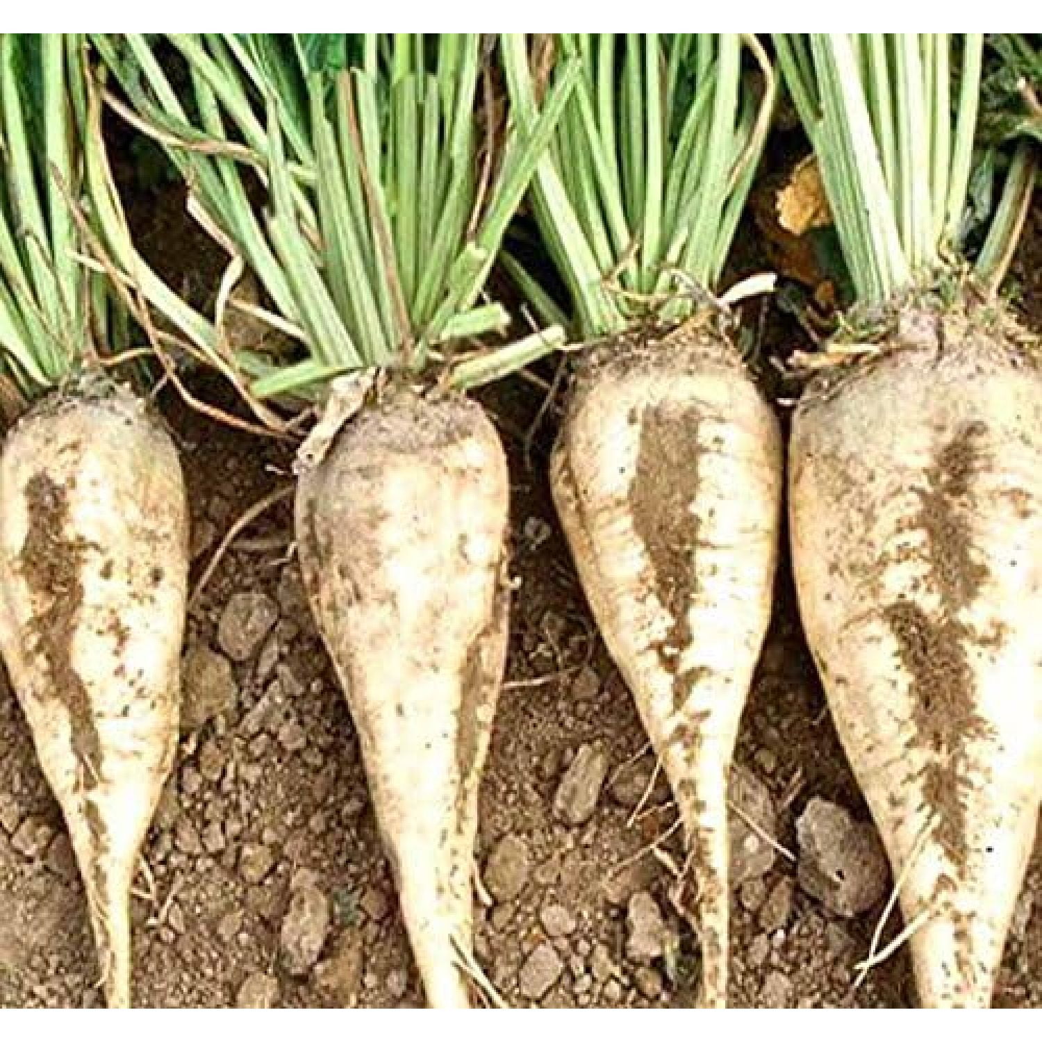 1 lb (25,000+ Seeds) Sugar Beet Seed - Sweet White Beet, grown for ...