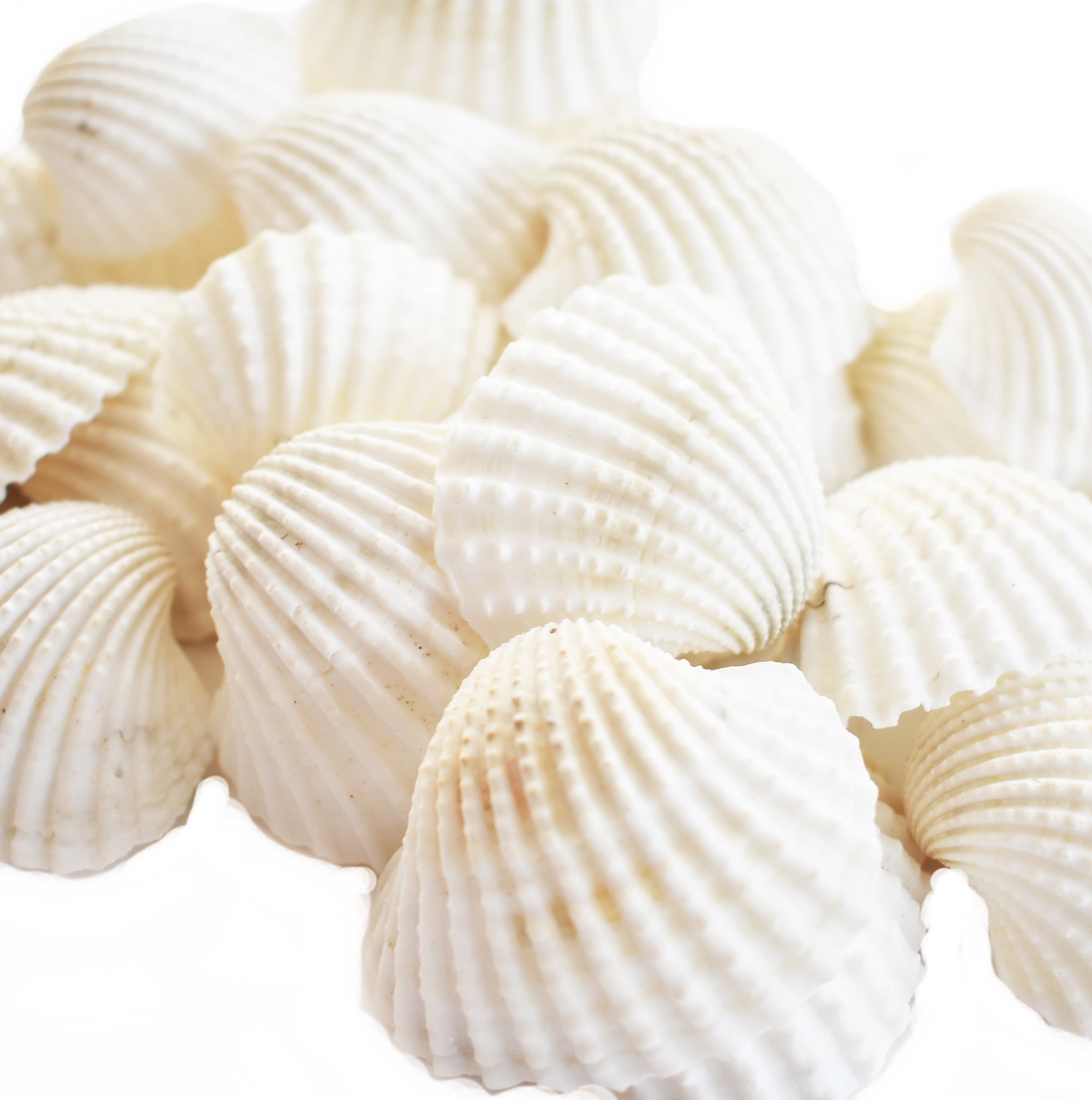 1 lb (About 30) Large White Ark Shells Seashells (1 3/4" - 2 1/4 ...