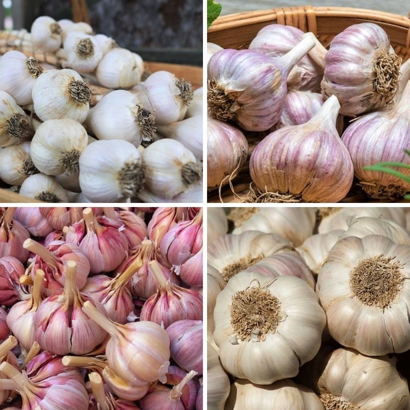 1 lb Mixed Garlic Bulbs, Herb Garlic, Fragrant Plant for Garden and ...