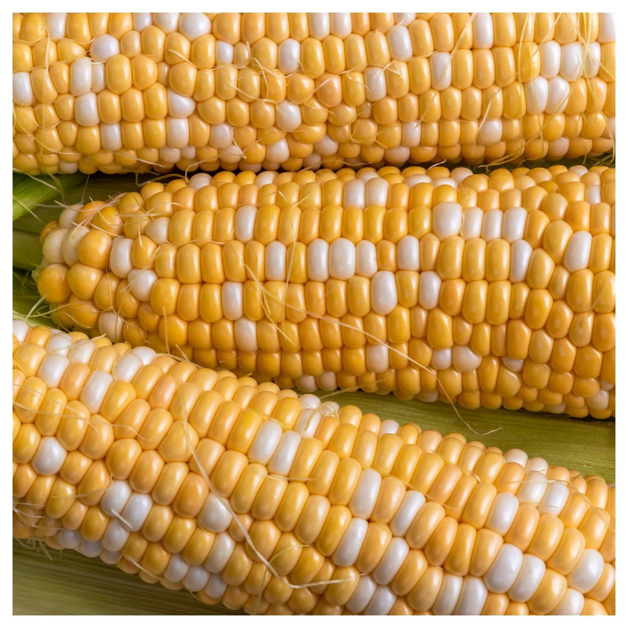 - 1 lb Serendipity F1 Hybrid Bicolor Sweet Corn Seeds - Gold Vault Bulk ...