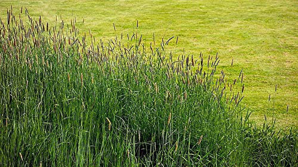 1 lb. Timothy (Climax), Deer/Wildlife Food Plot Seed, Cover Crop ...