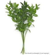 Variegated Pittosporum