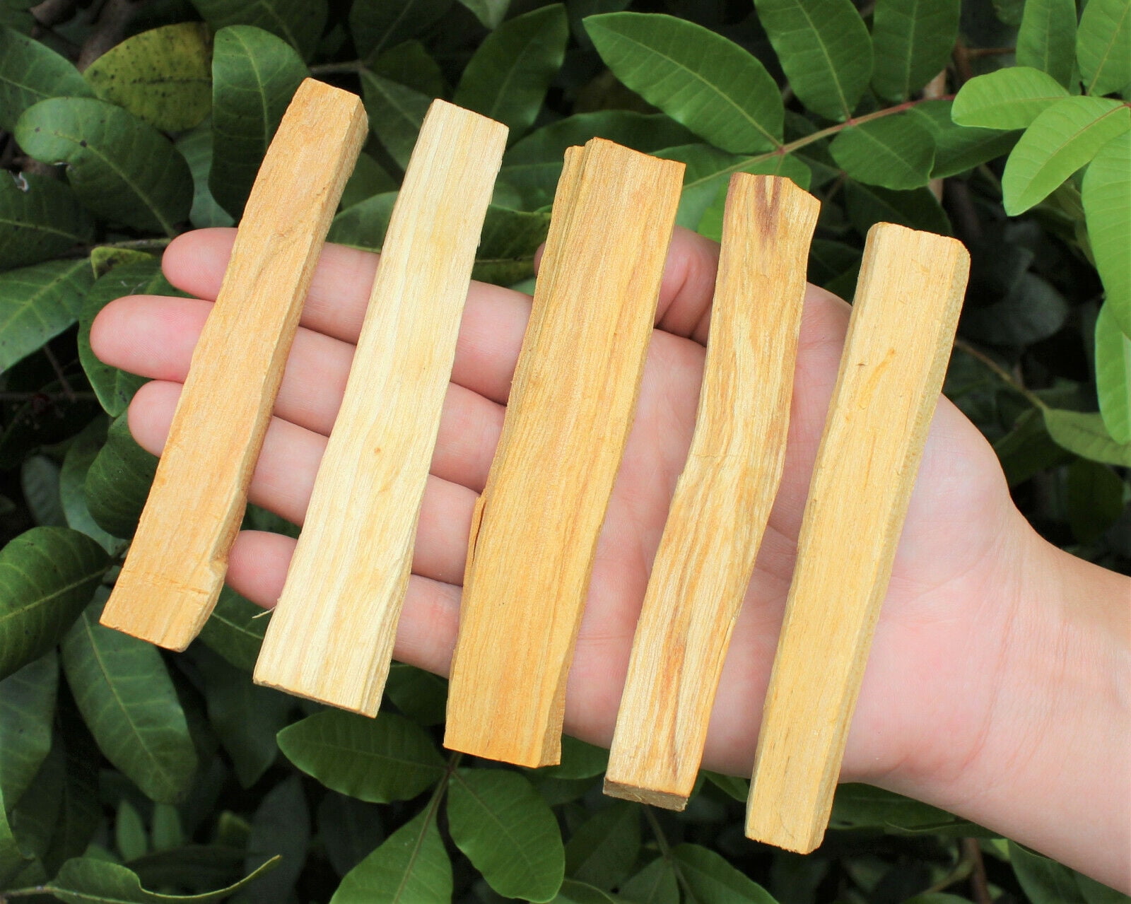 1 oz (28 gram) Palo Santo Holy Wood Sticks (Incense Smudging Cleansing ...