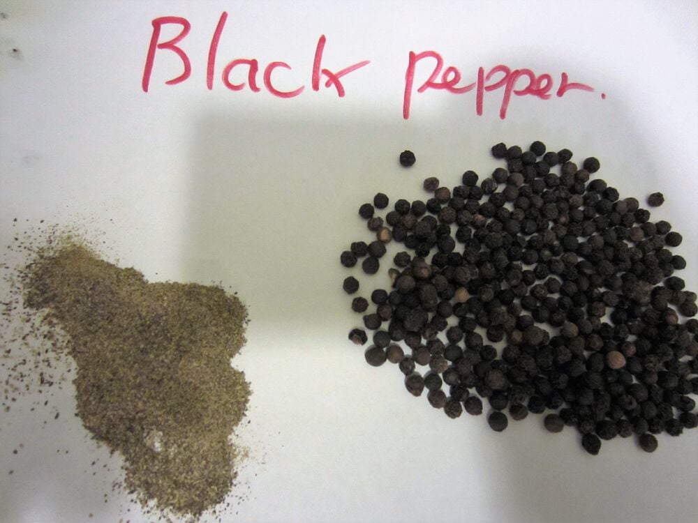 1 pot 10" Tall Black Pepper Peppercorn Piper Nigrum Herb Vine Plant ...