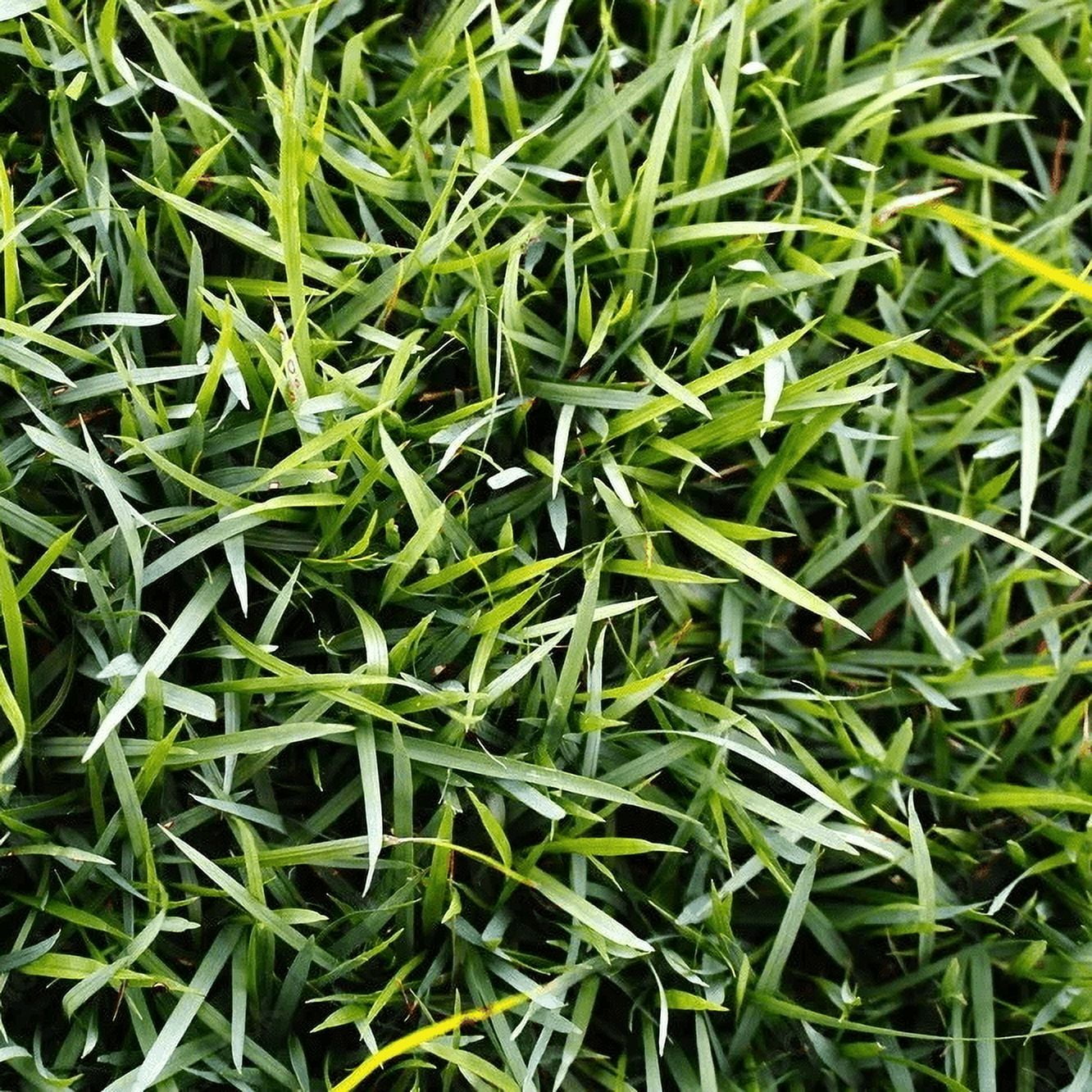 WAROON Emerald Zoysia Grass Seeds, 10,000 Zoysia Japonica Seeds for ...