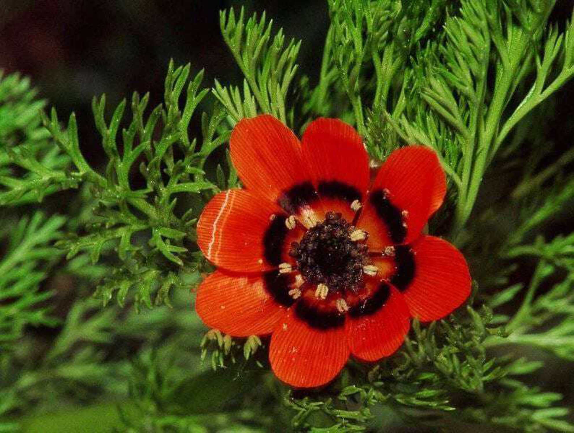 10 ADONIS PHEASANTS EYE Adonis Aestivalis Red & Black Flower Seeds ...