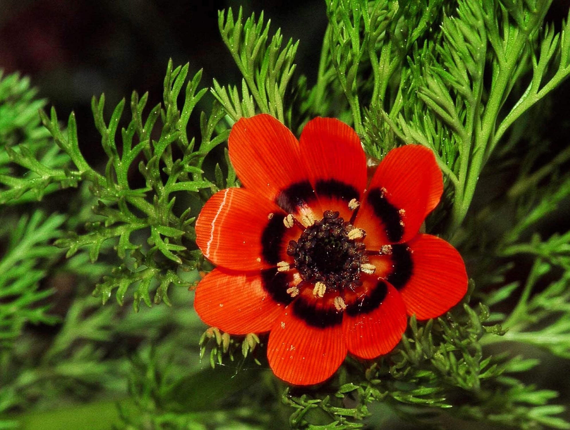 10 ADONIS PHEASANTS EYE Adonis Aestivalis Red & Black Flower Seeds ...